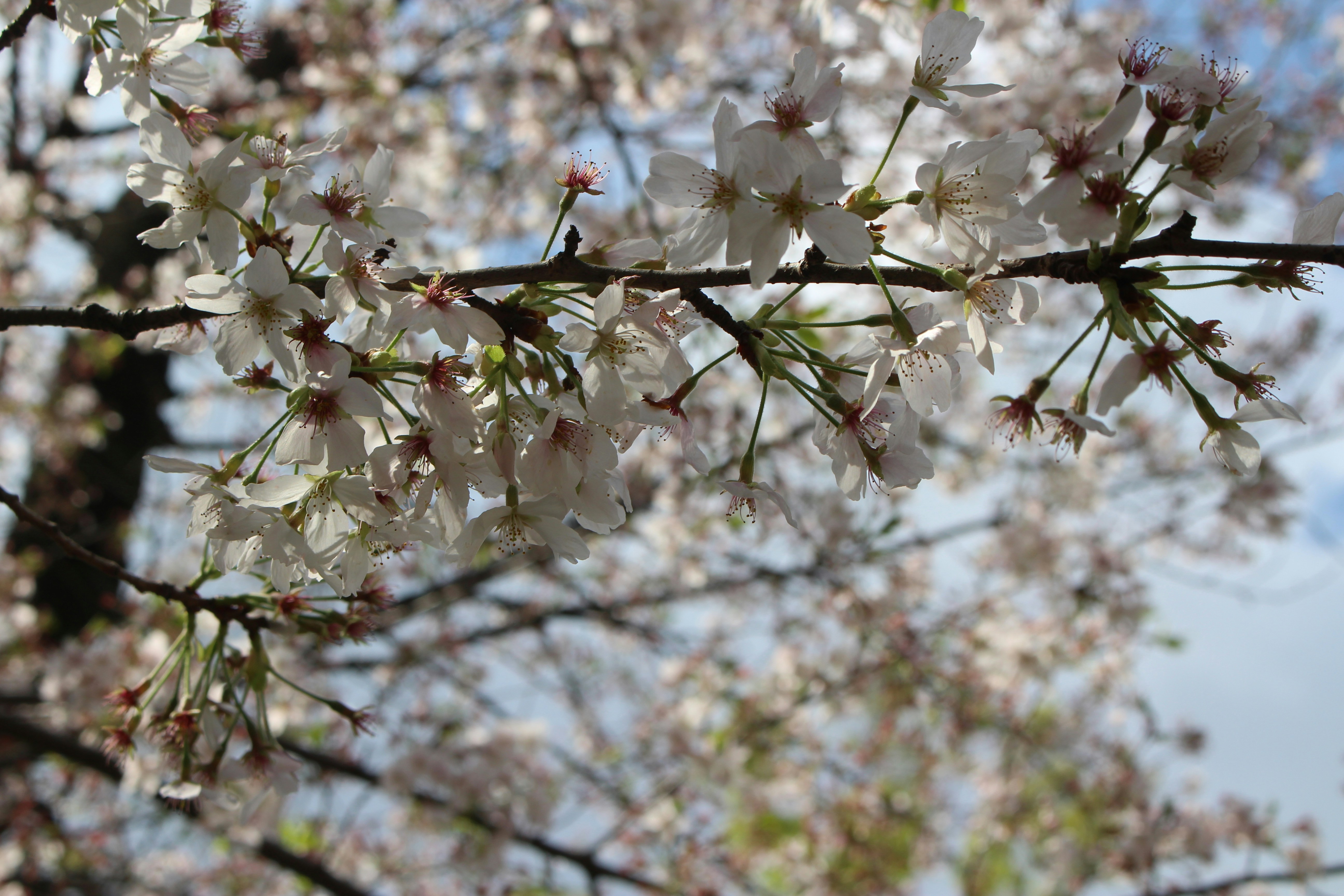 Close-up of delicate white blossoms on a tree branch against a soft sky, capturing the airy floral texture and organic lines.