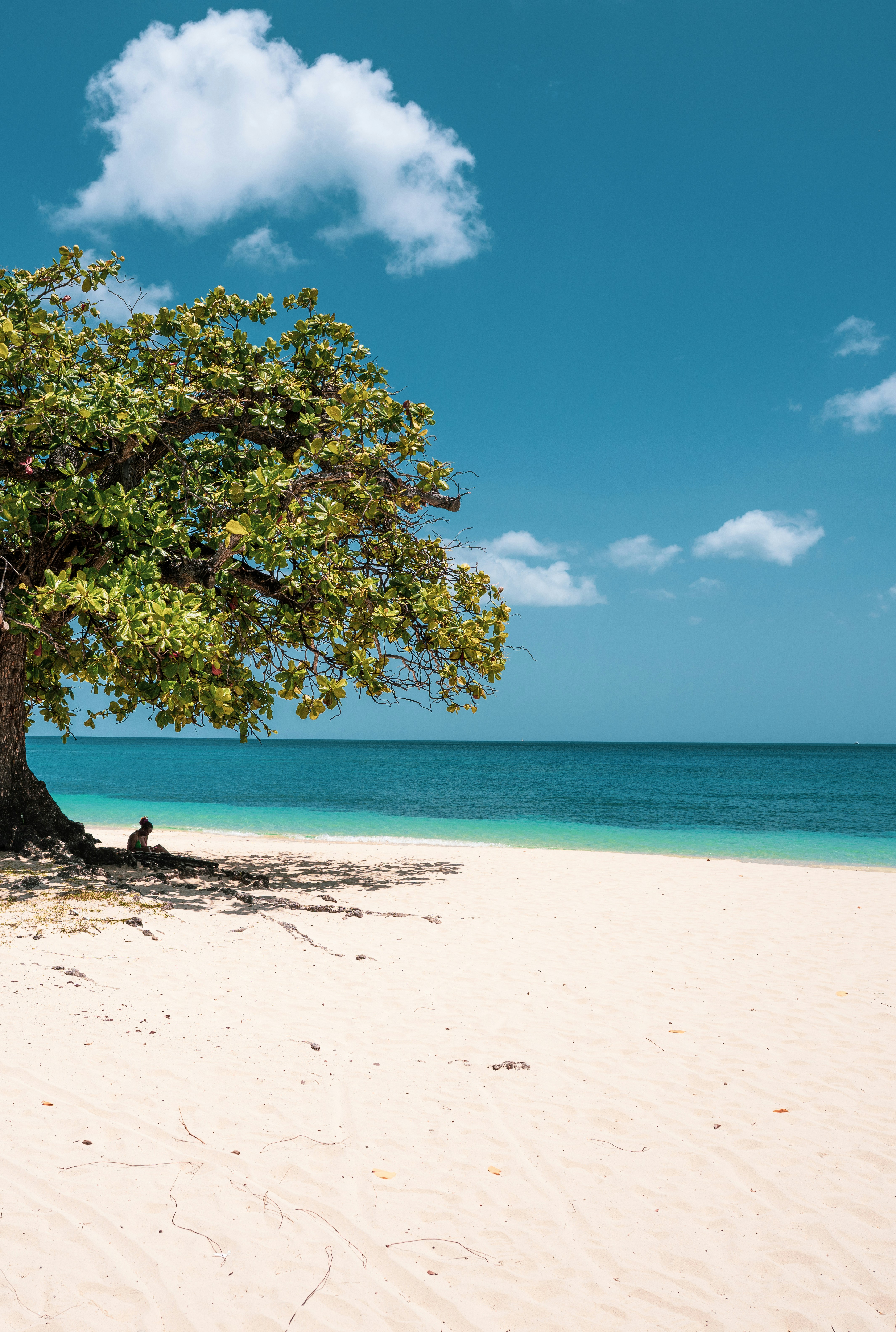 Shy Shade Beneath the Sea-Green Canopy
