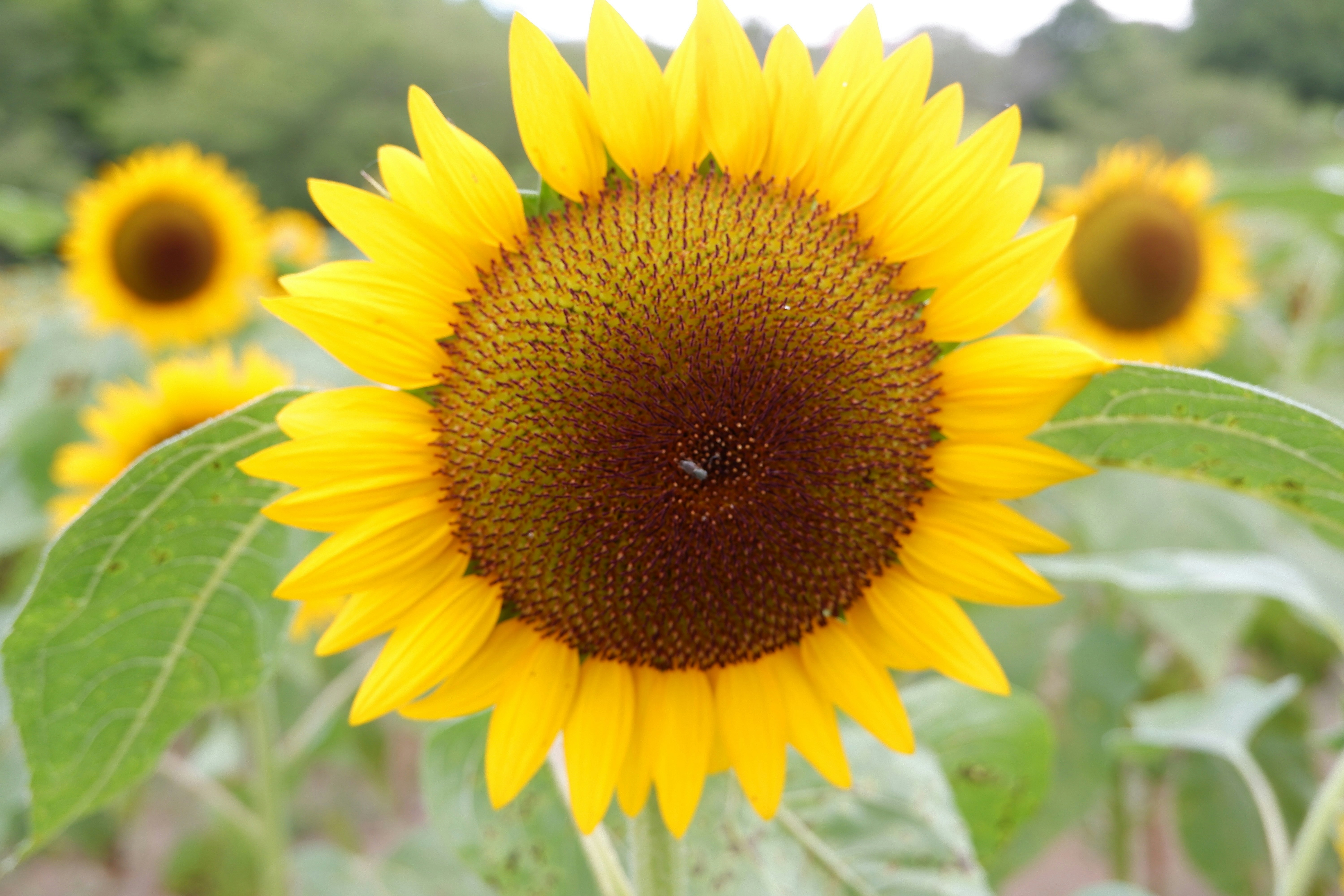 A close-up shot of a vibrant yellow sunflower in full bloom, capturing the essence of a bright summer day at the Kagoshima City Urban Agriculture Center in Japan. 鹿児島市都市農業センターの大花壇「四季の花園」で撮影した、満開に咲き誇る鮮やかなひまわりのクローズアップ写真。夏の眩しい日差しを感じさせる1枚です。