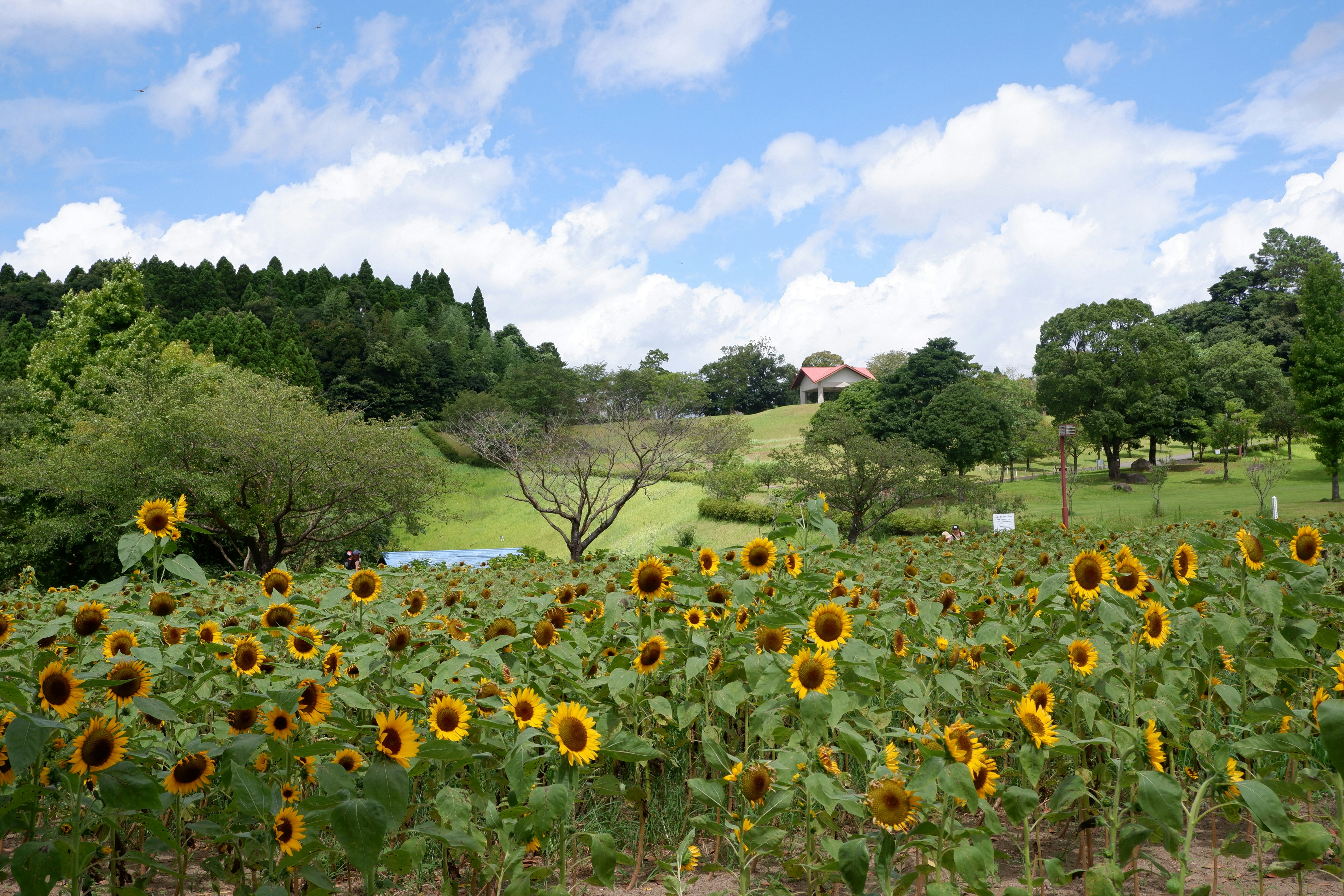 Fields of sunflowers stretch toward a distant hill with trees and a small building under a bright, partly cloudy sky.