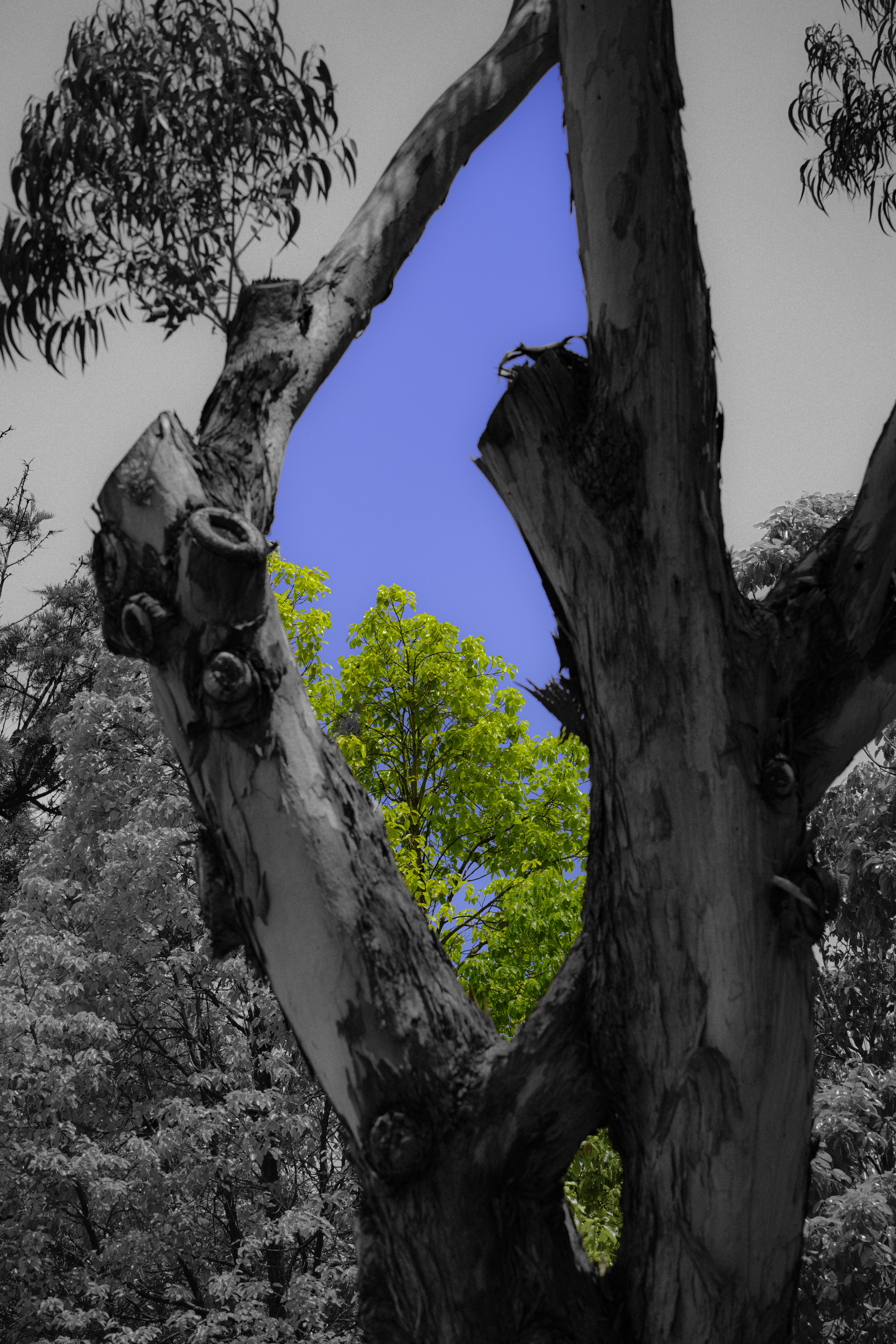 Blue Sky Through the Gnarled Frame