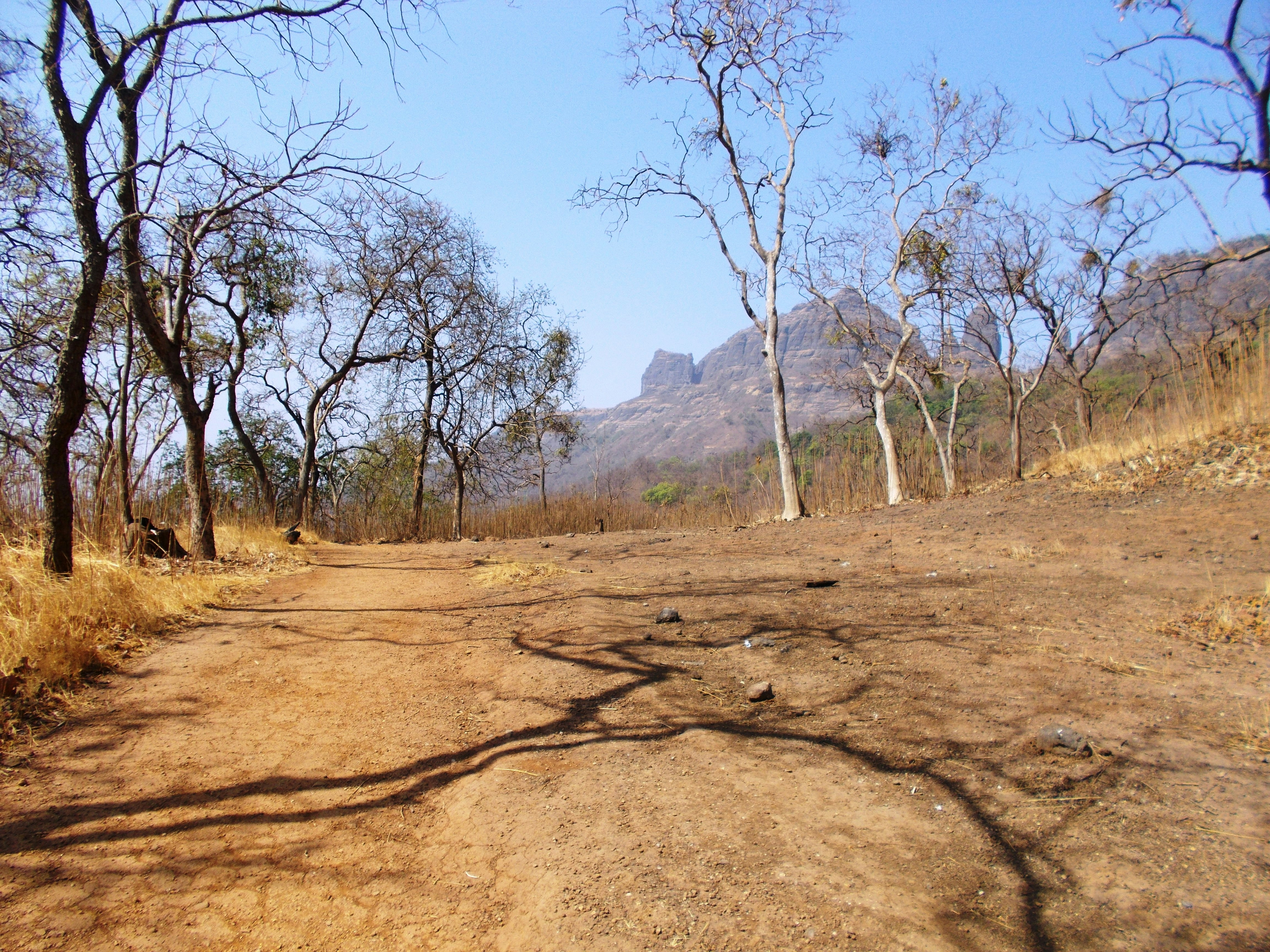 Dry-Track Through a Leafless Landscape Toward Distant Peaks