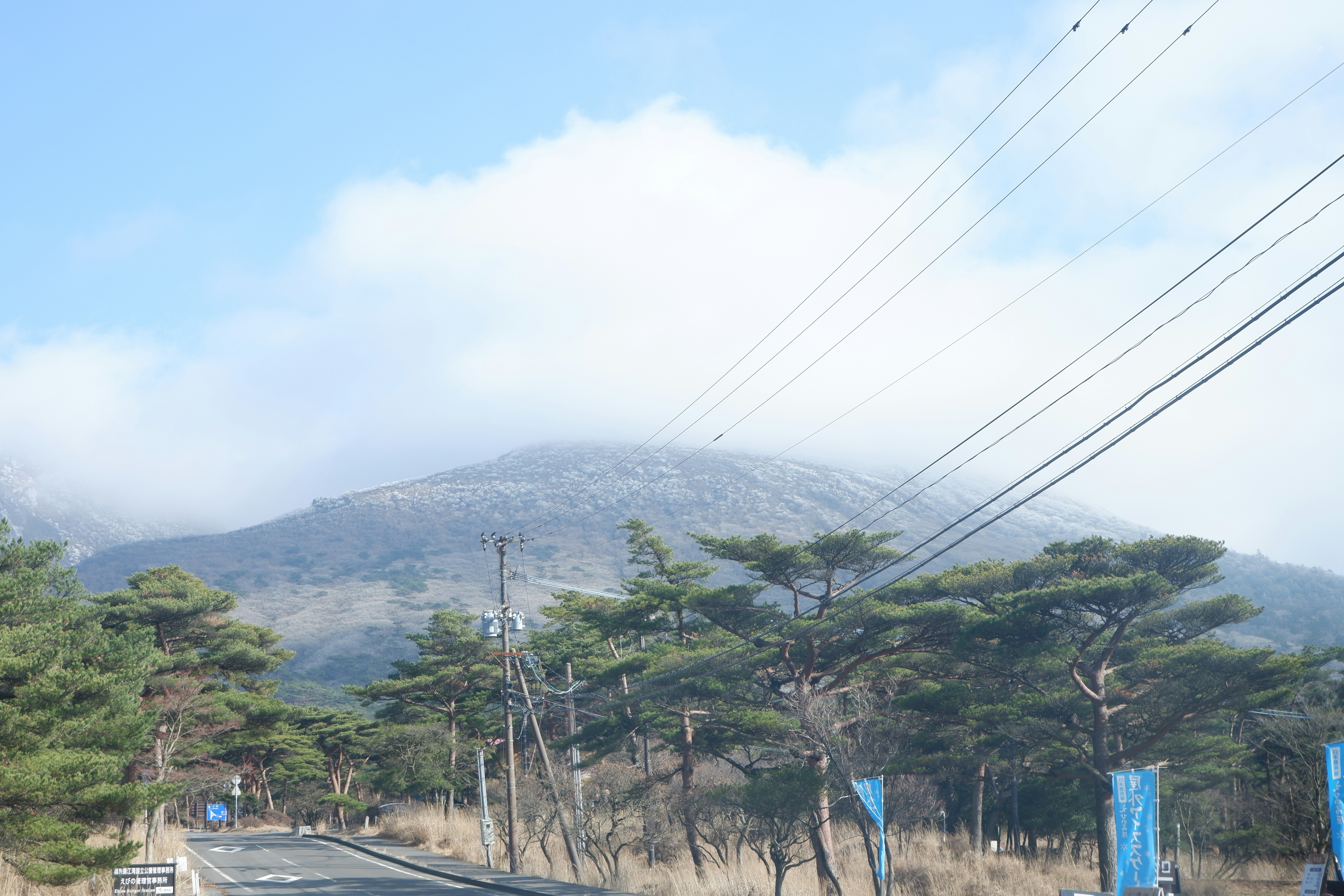 Roadside Pines Under Cloud-Capped Ridge