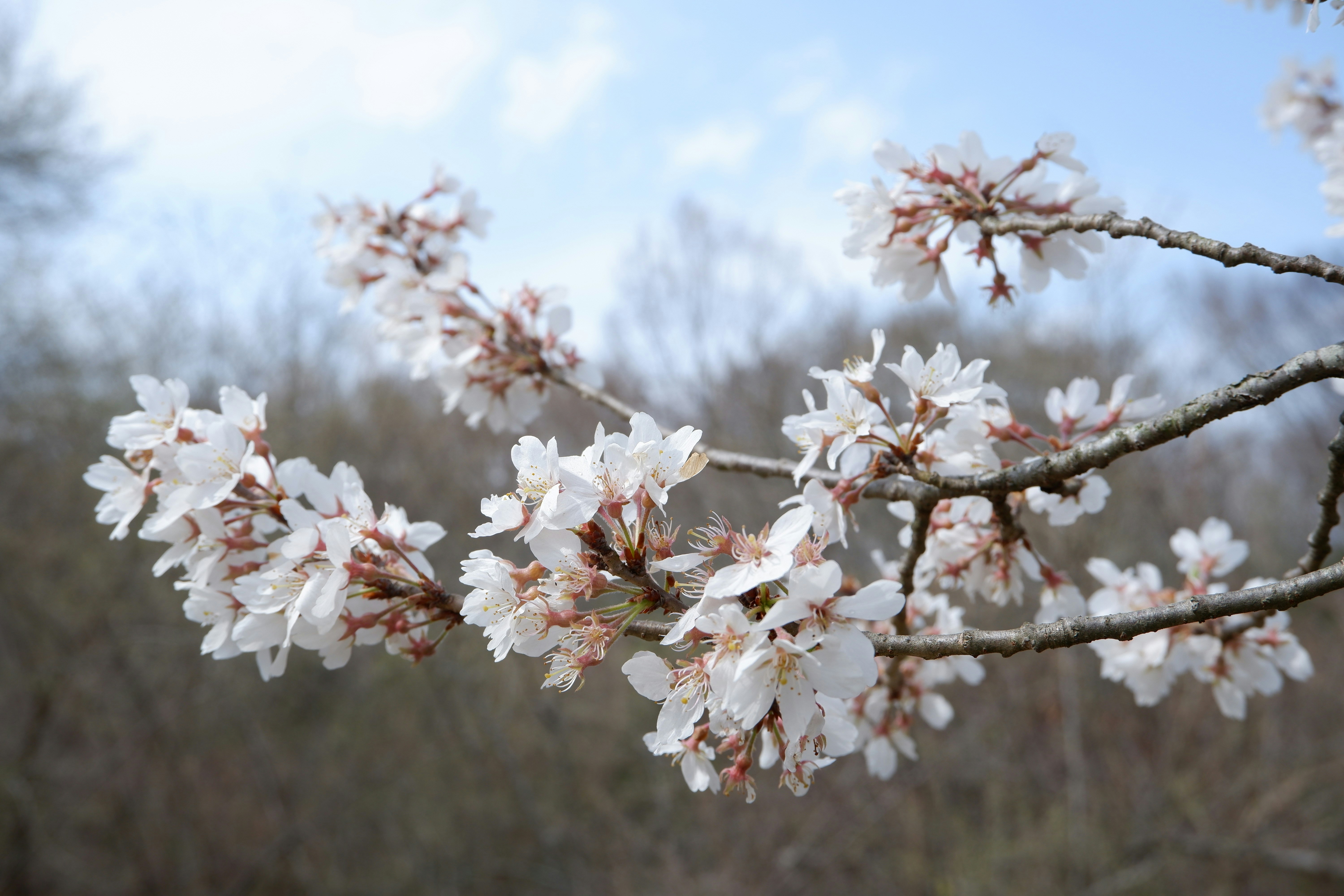Blossoms on the Ridge: Framing a White Petal Moment