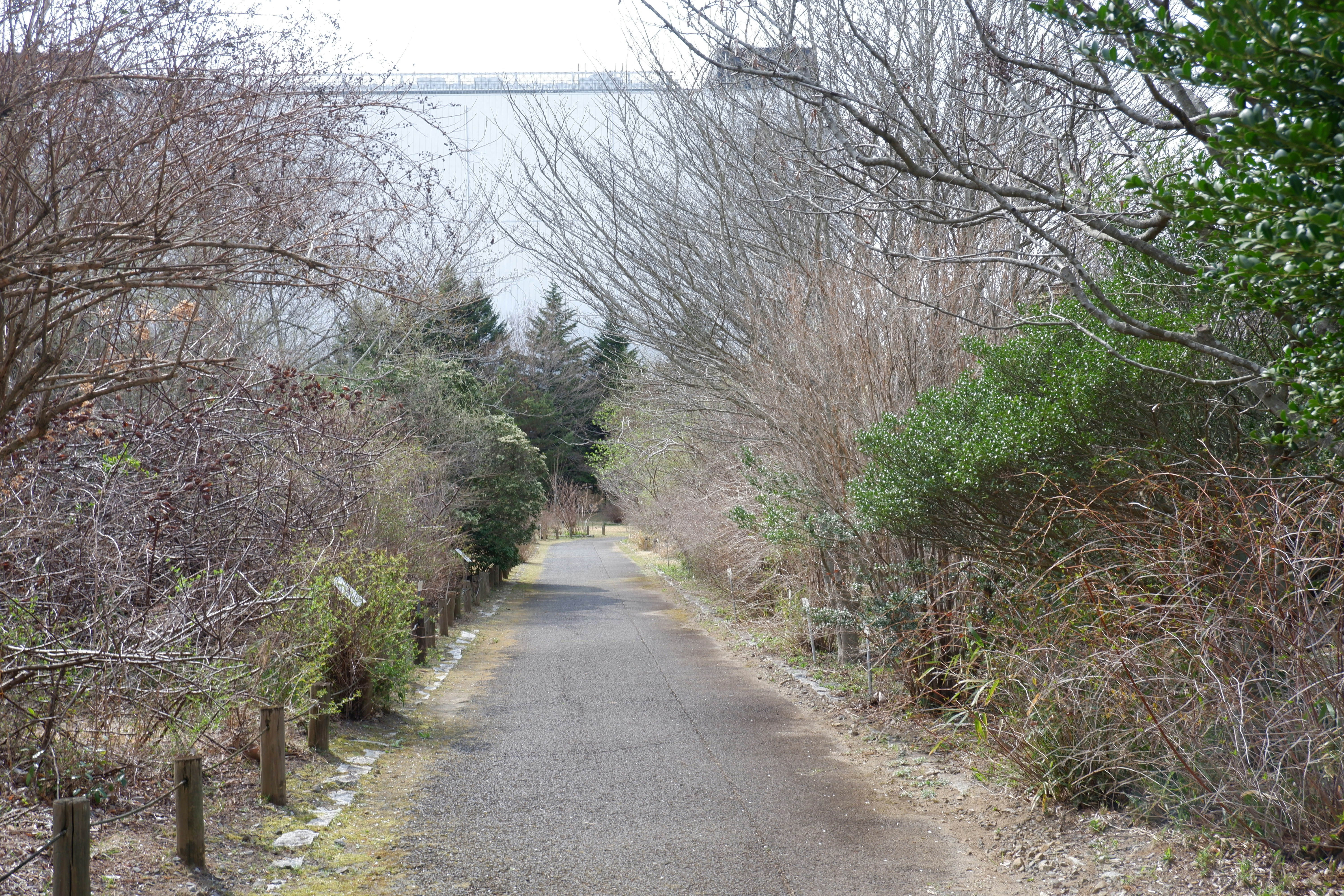 Path Through the Quiet Branches