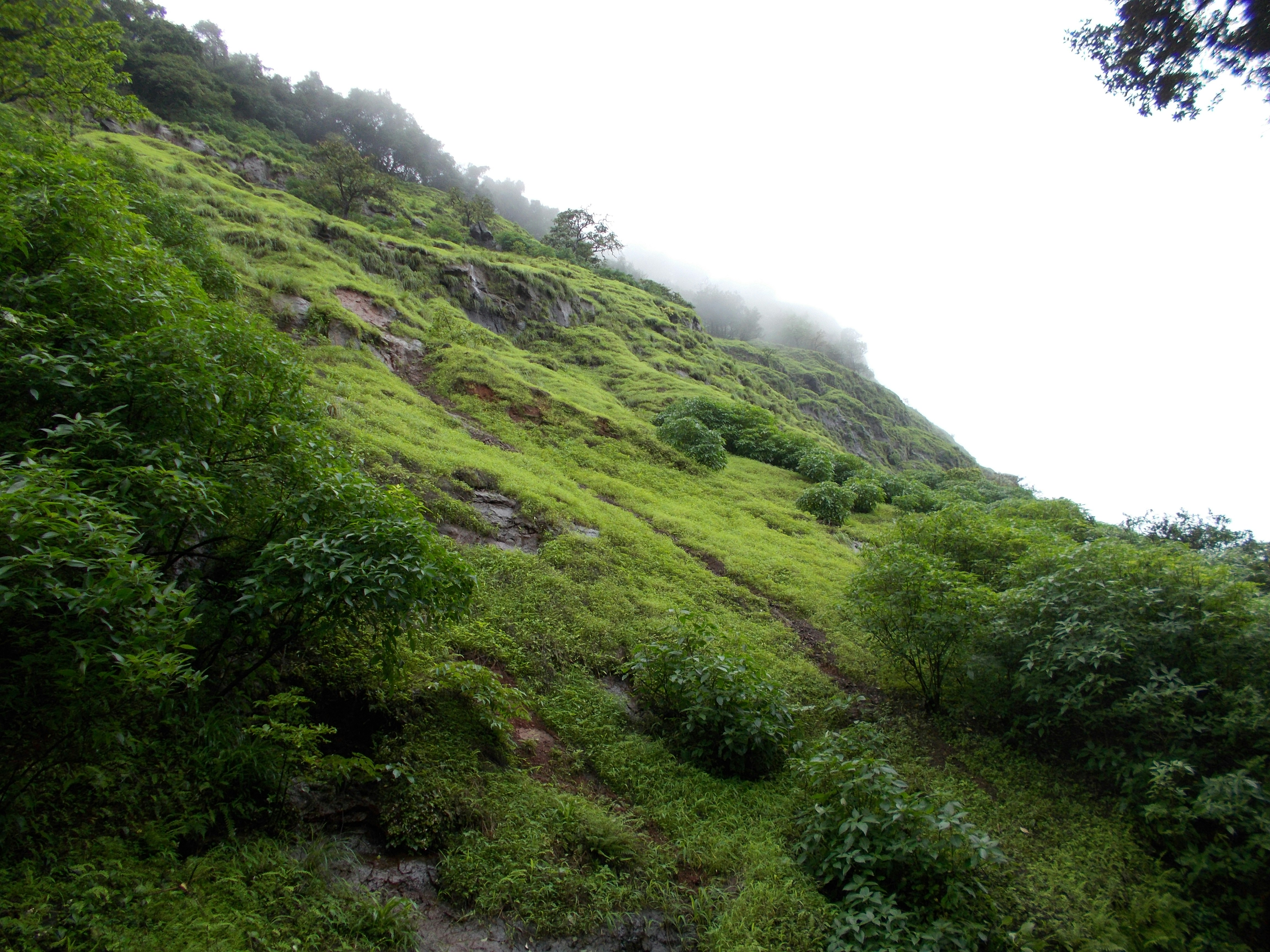 Mossy Ridge Climb: Green Slopes Stretched toward the Mist