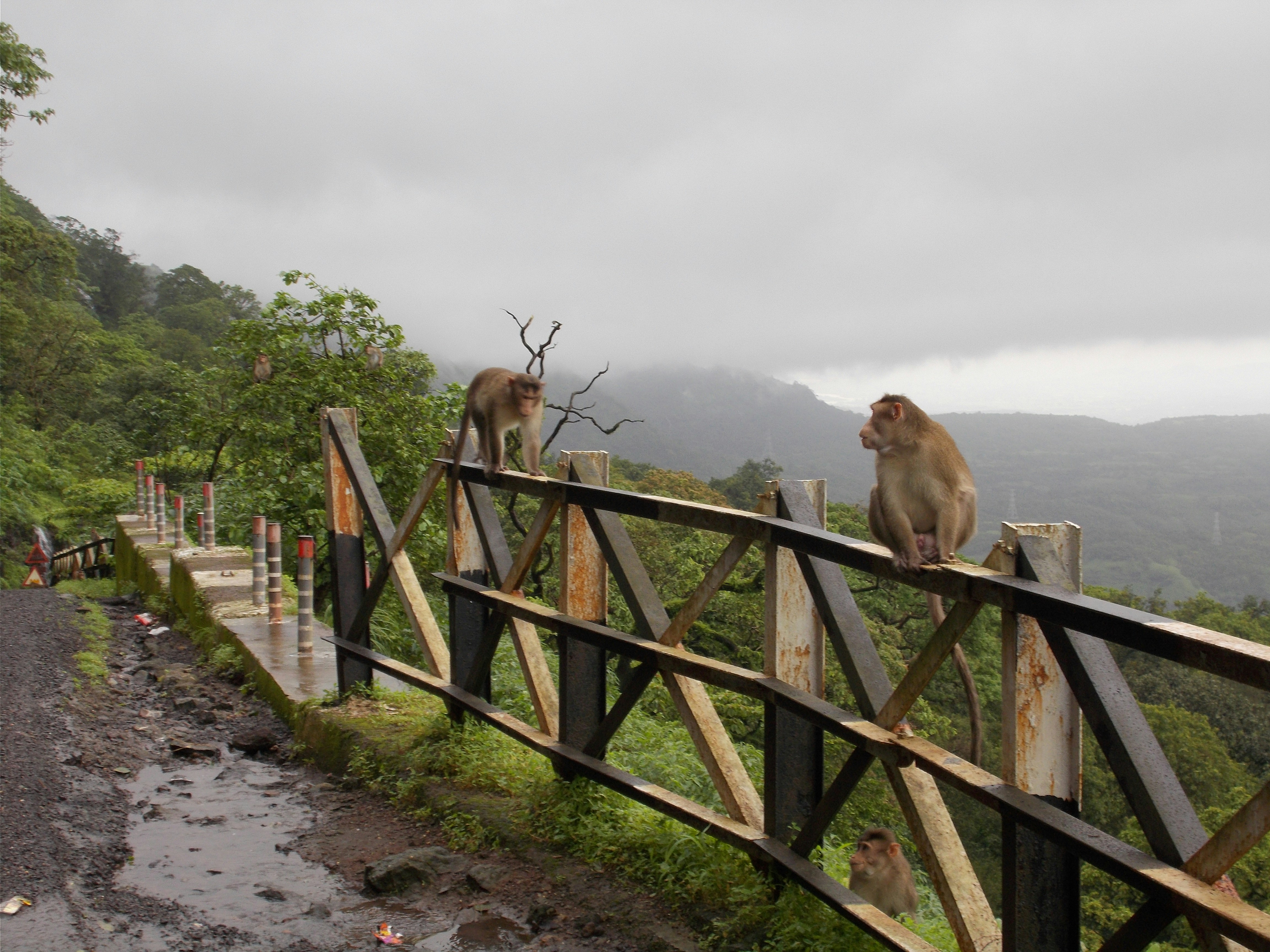 Monkeys at The Gate: A Riverside Crossing
