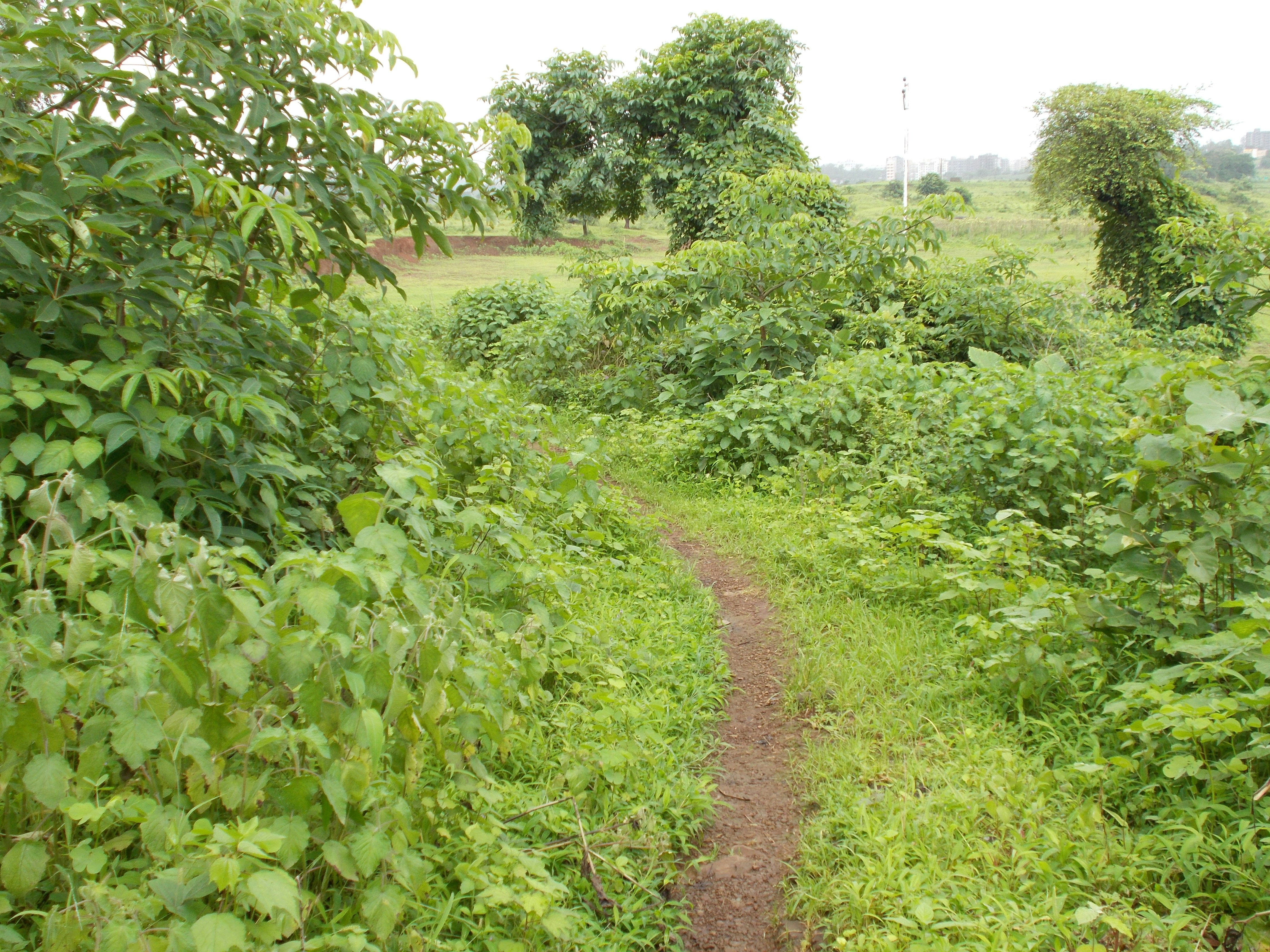 Overgrown Path Through Verdant Thicket