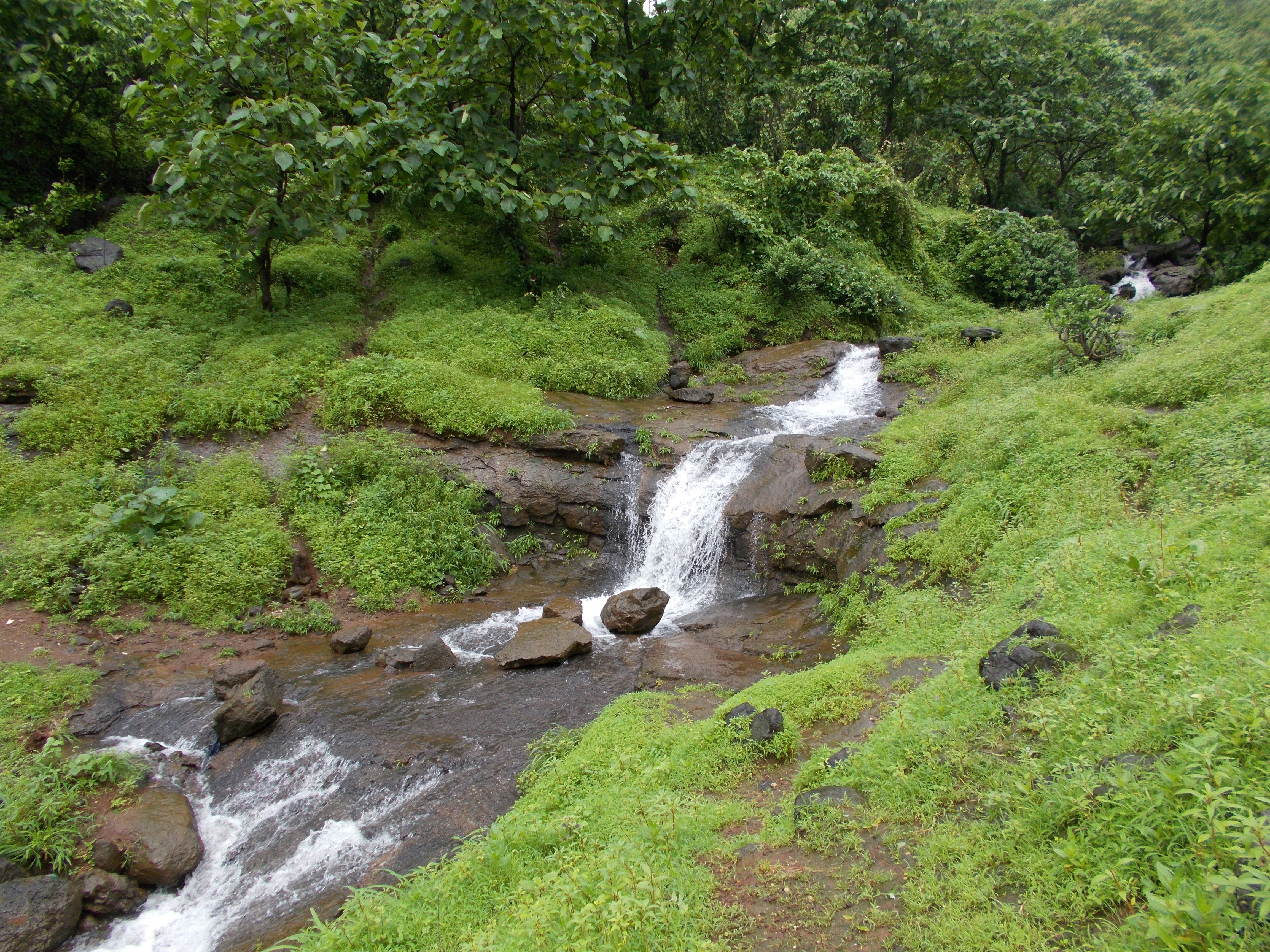Verdant Cascade: A Quiet Forest Creek Dancing over Stones
