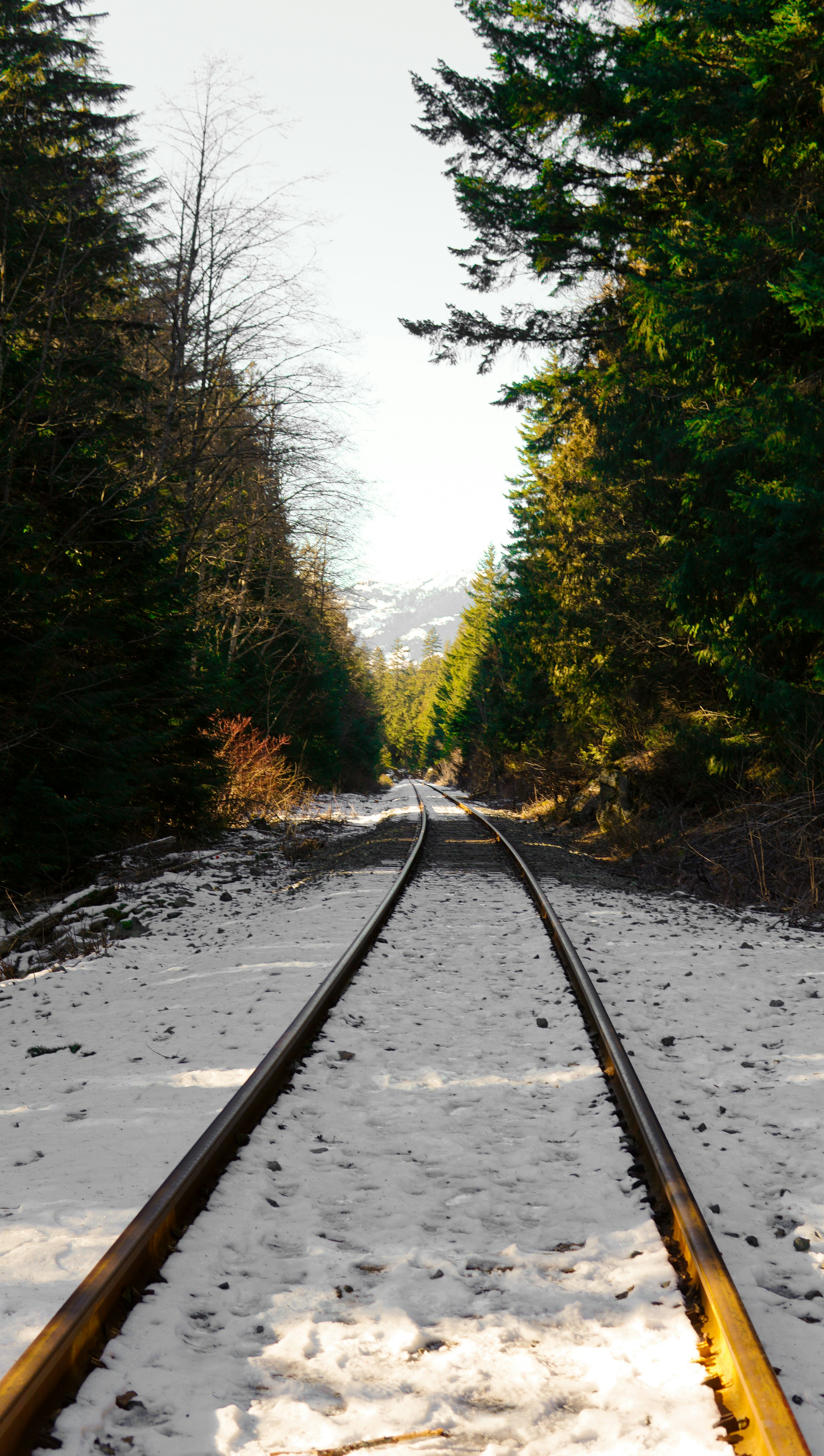 Rails Through Snow: A Quiet Winter Journey Beneath evergreen Canopy