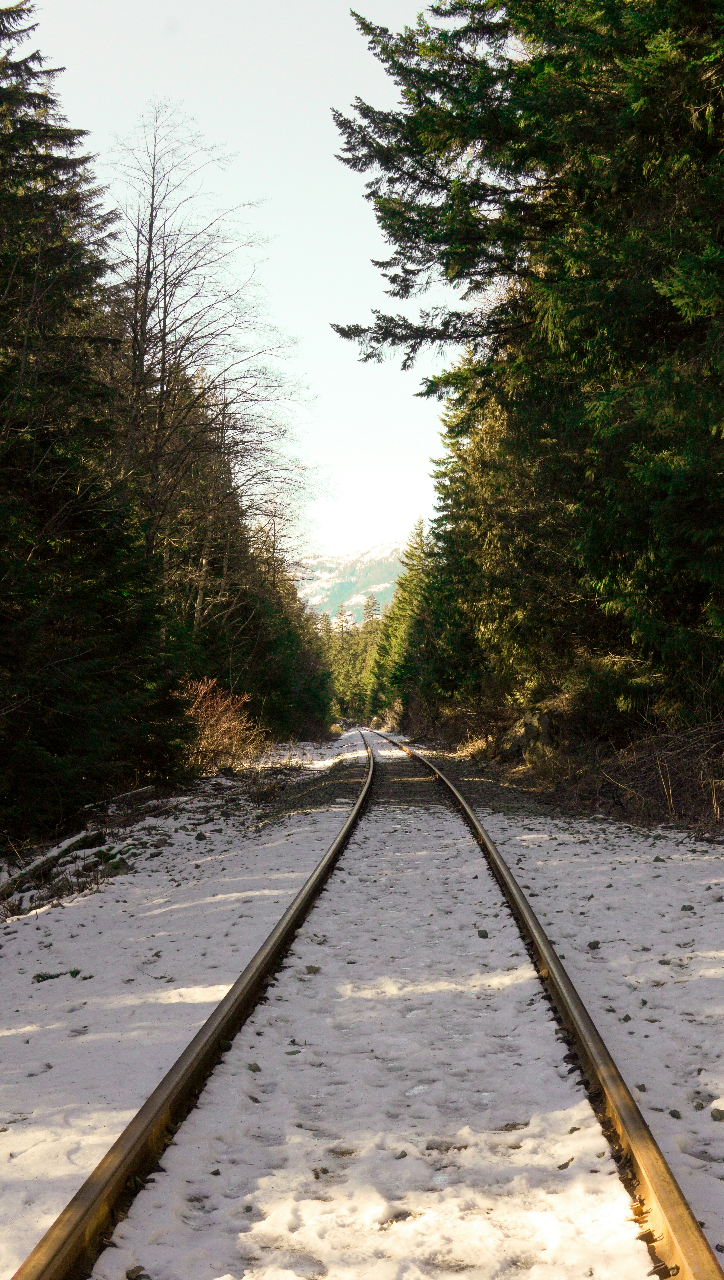 Snowbound Rails: Converging Tracks Through a Silent Forest