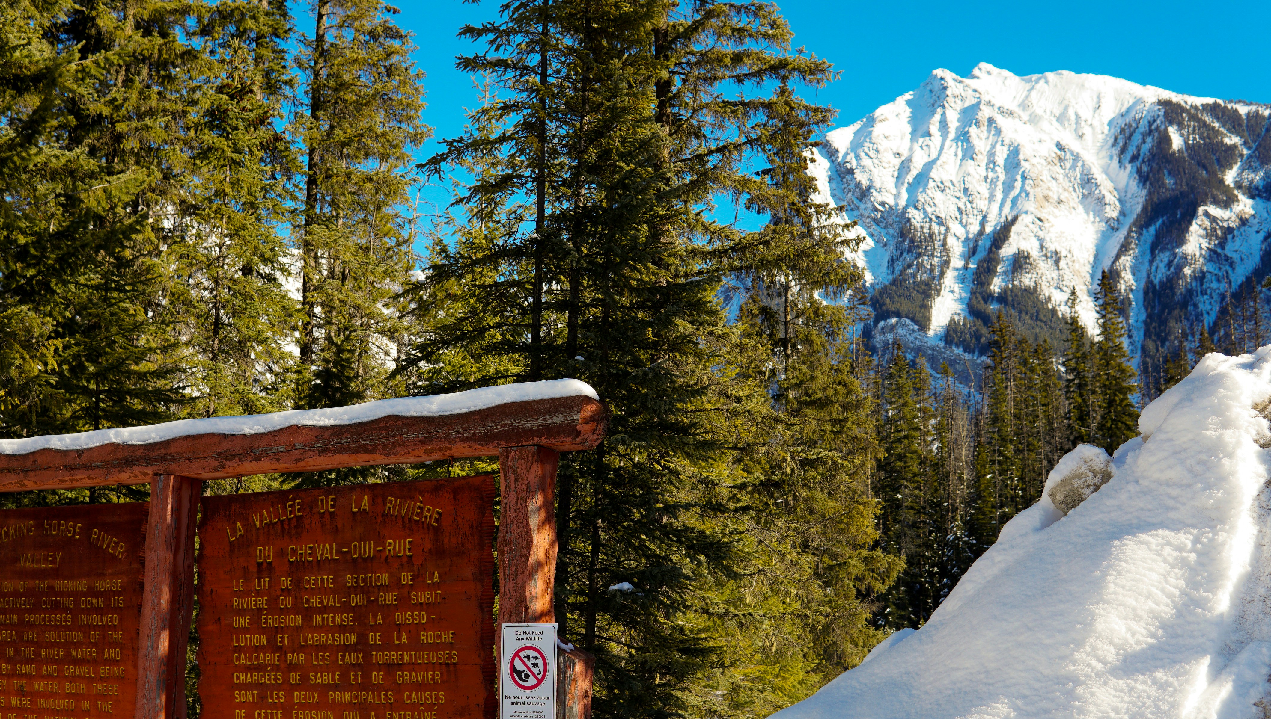 Snowbound Alpine Welcome: Wooden Sign Framed by Ponderosa Pines