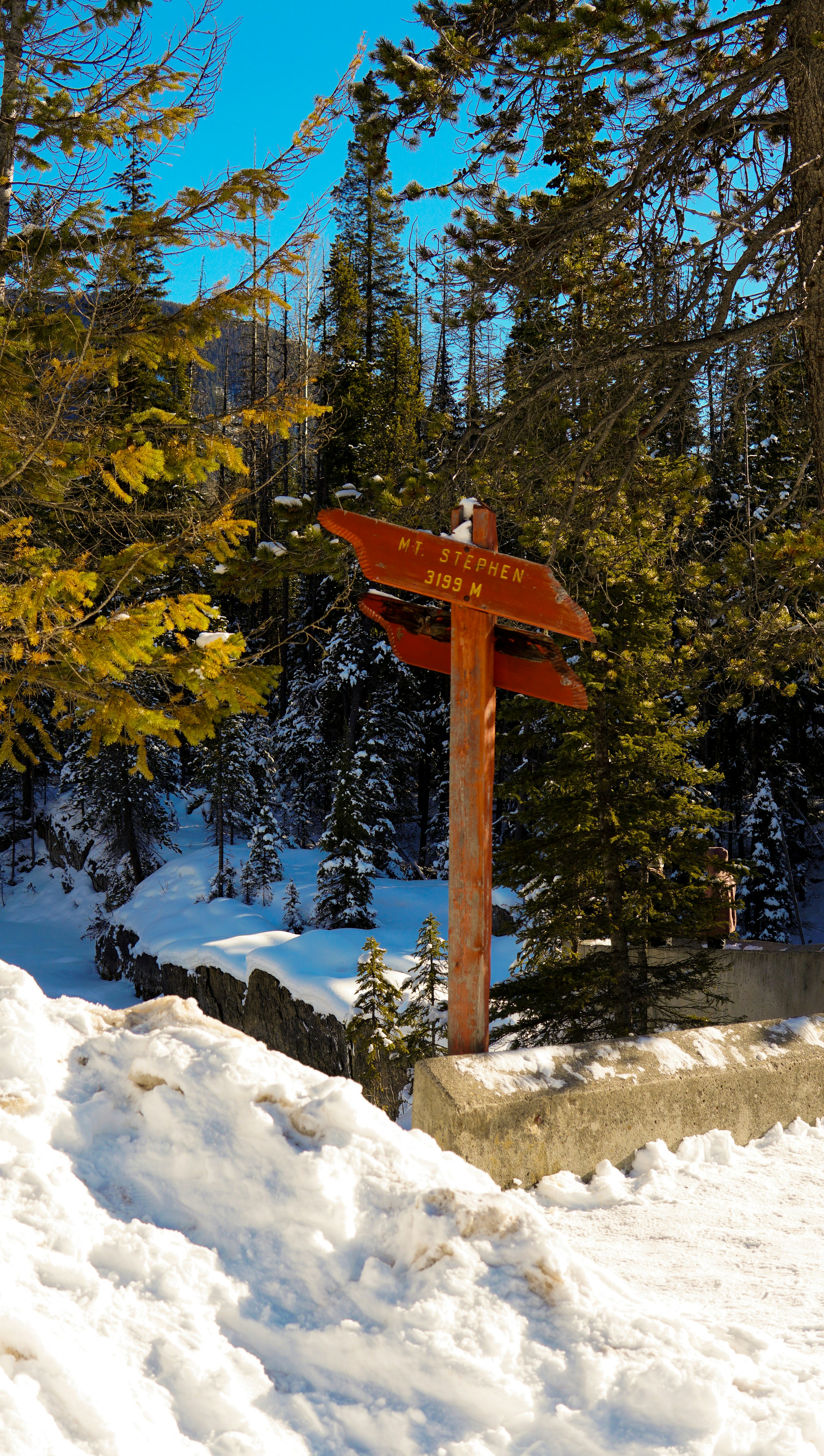 Snow-Capped Summit Signpost Beneath Bright Pines