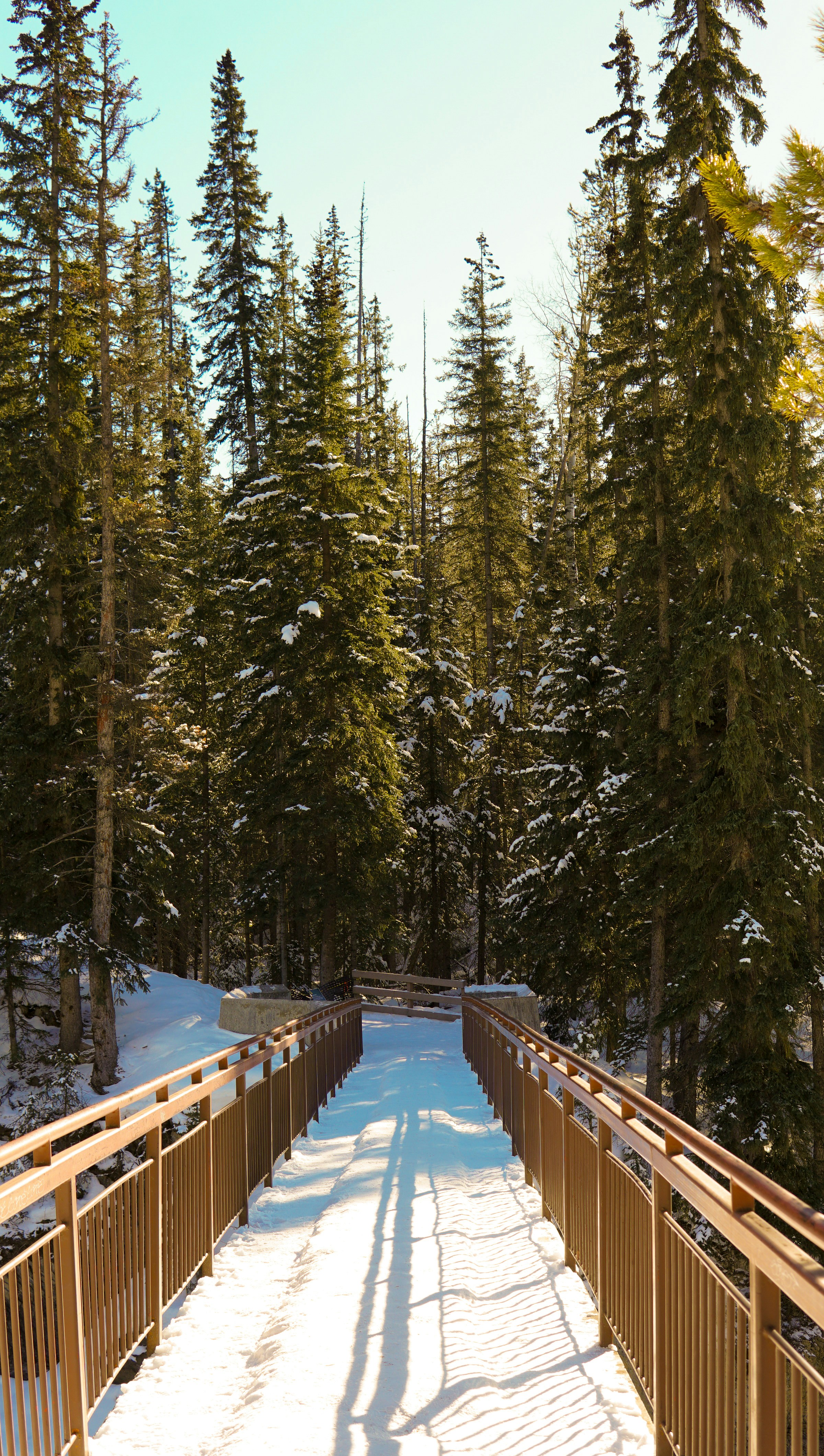 Snowbound Bridge into the Pine Forest