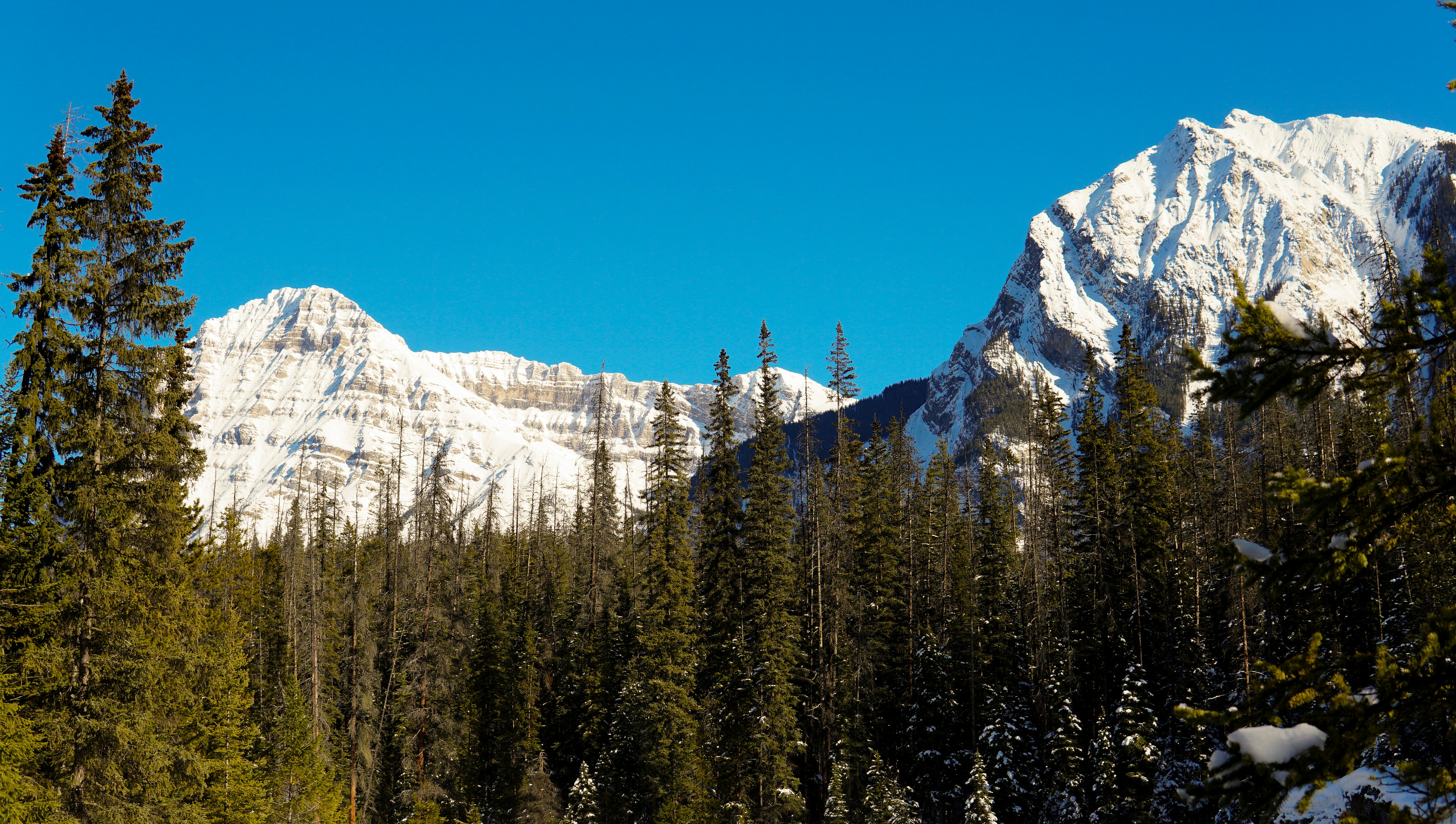 Snowbound Peaks Framed by Conifer silhouettes at blue hour
