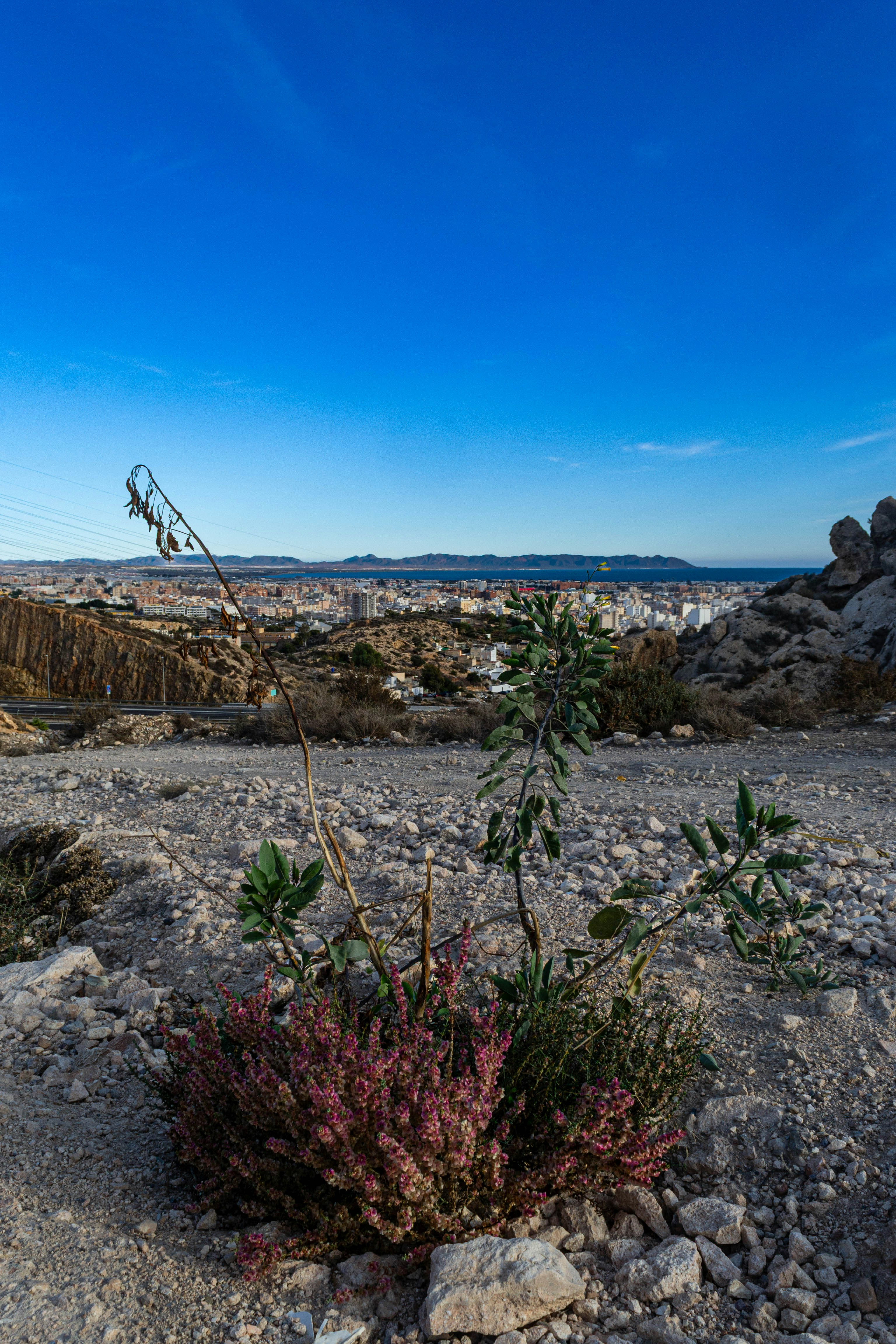 Desert flora with distant cityscape under a clear blue sky