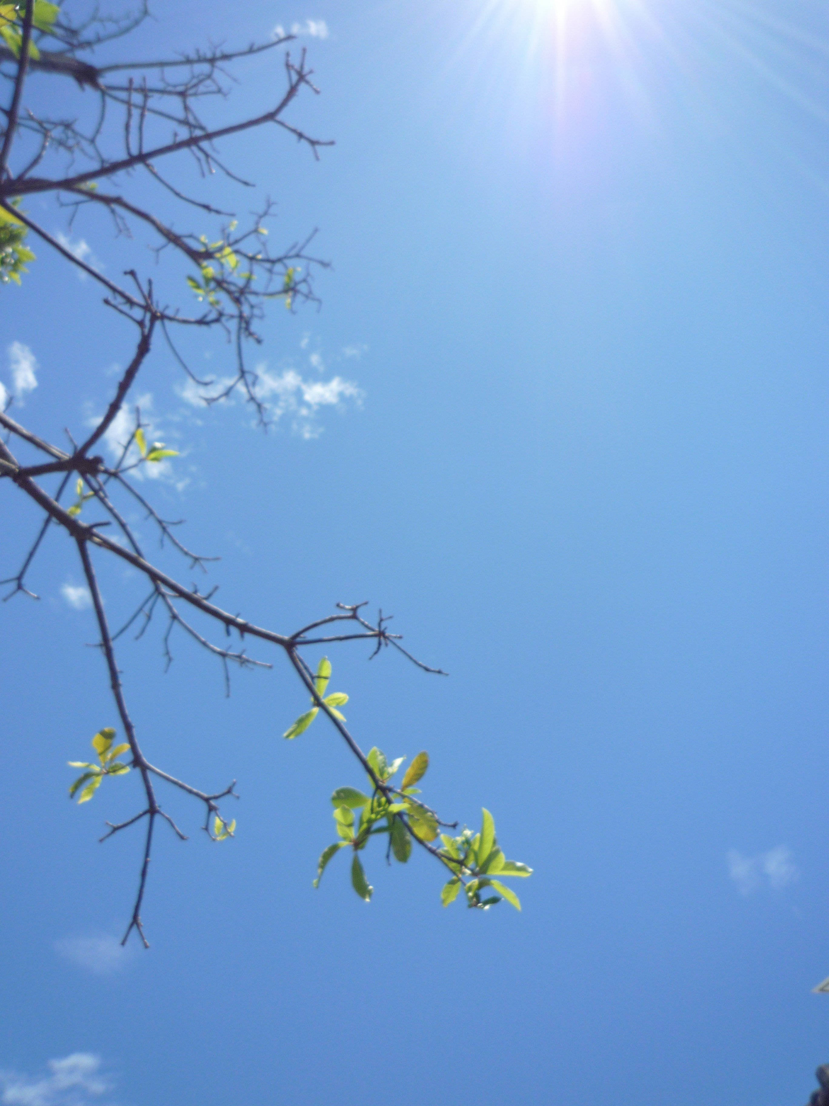 Sunlit Skyward Branches: A Glimpse of Growth Against a Crisp Blue