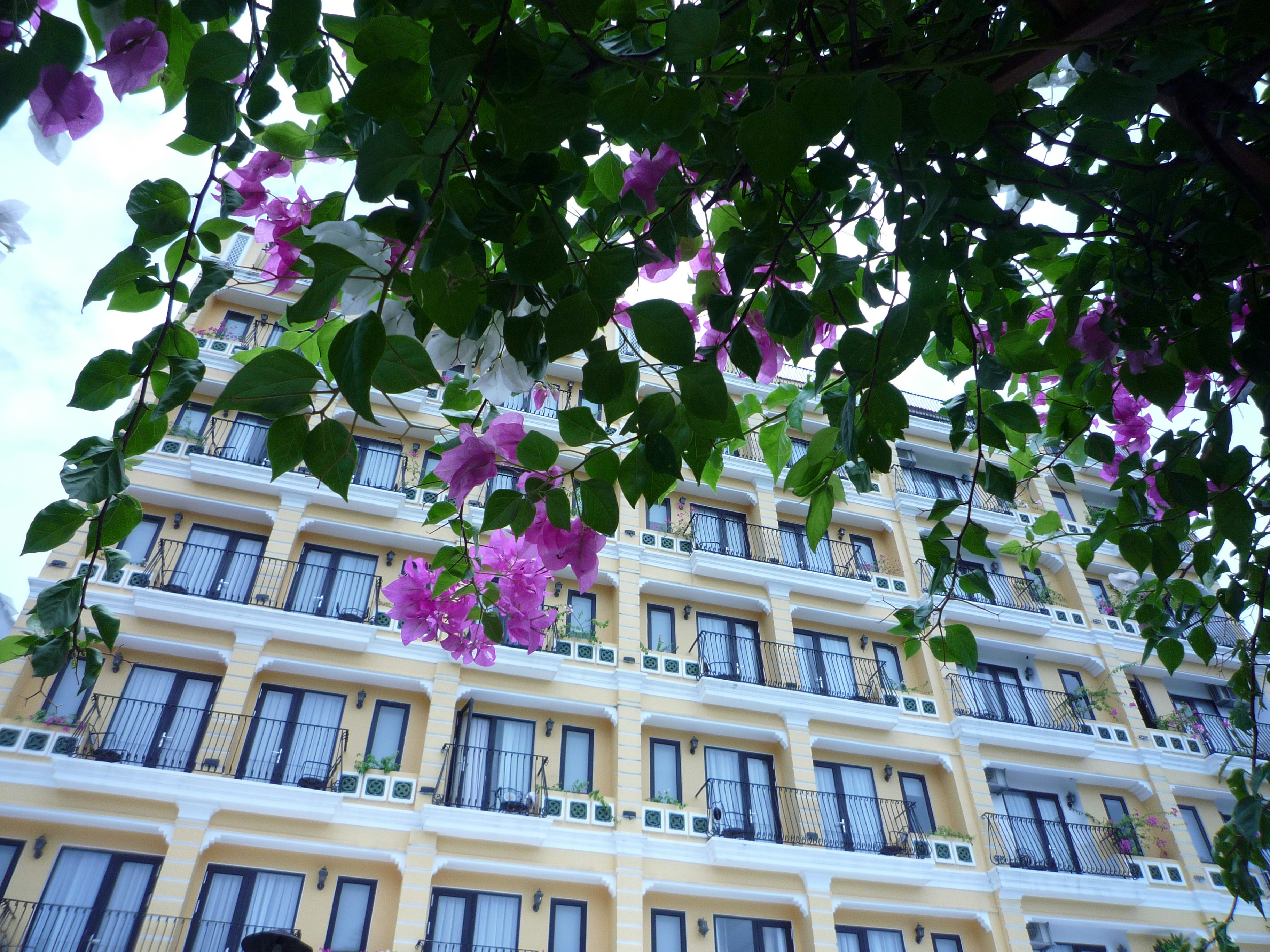 Sunlit Facade Through a Purple Bougainvillea Frame