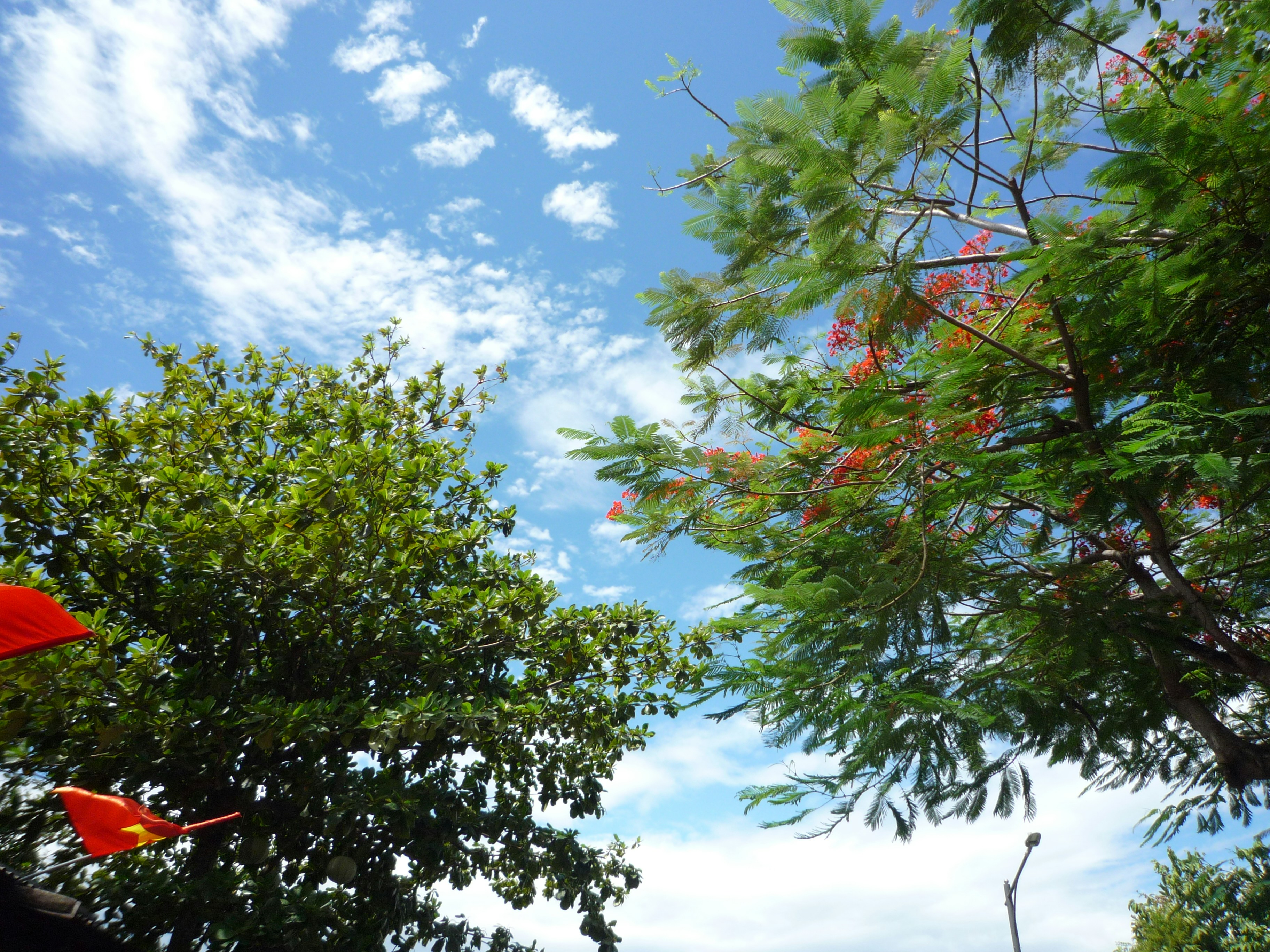 Sunlit Canopy Between Sky and Leaves