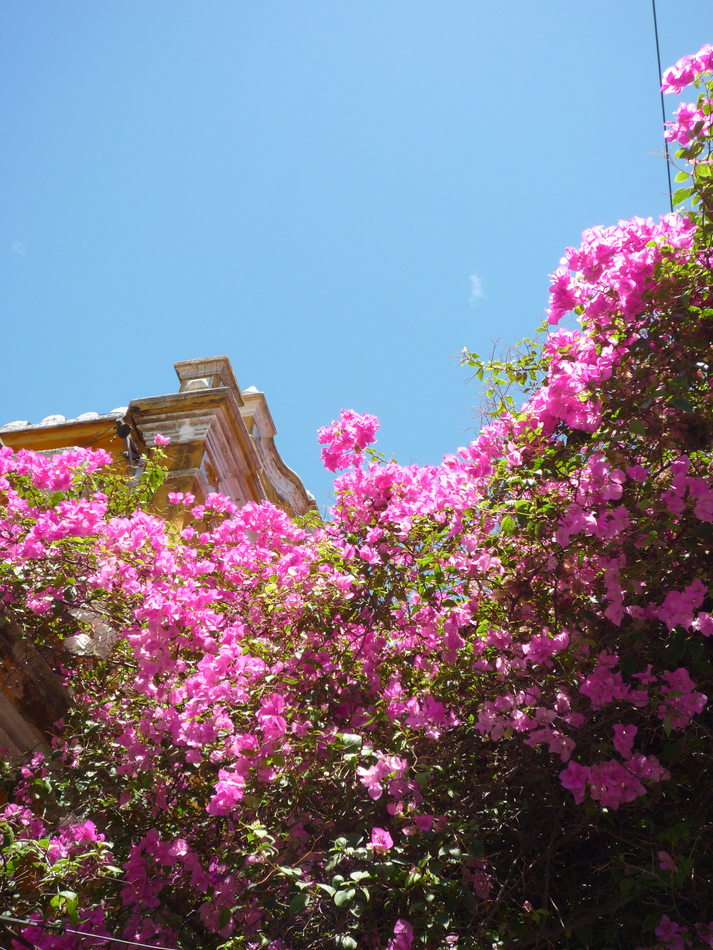 Vibrant pink bougainvillea climbs a stone wall beneath a clear blue sky, with a partial view of an architectural feature. A logo-free, natural scene emphasizing colorful foliage and sunny weather.