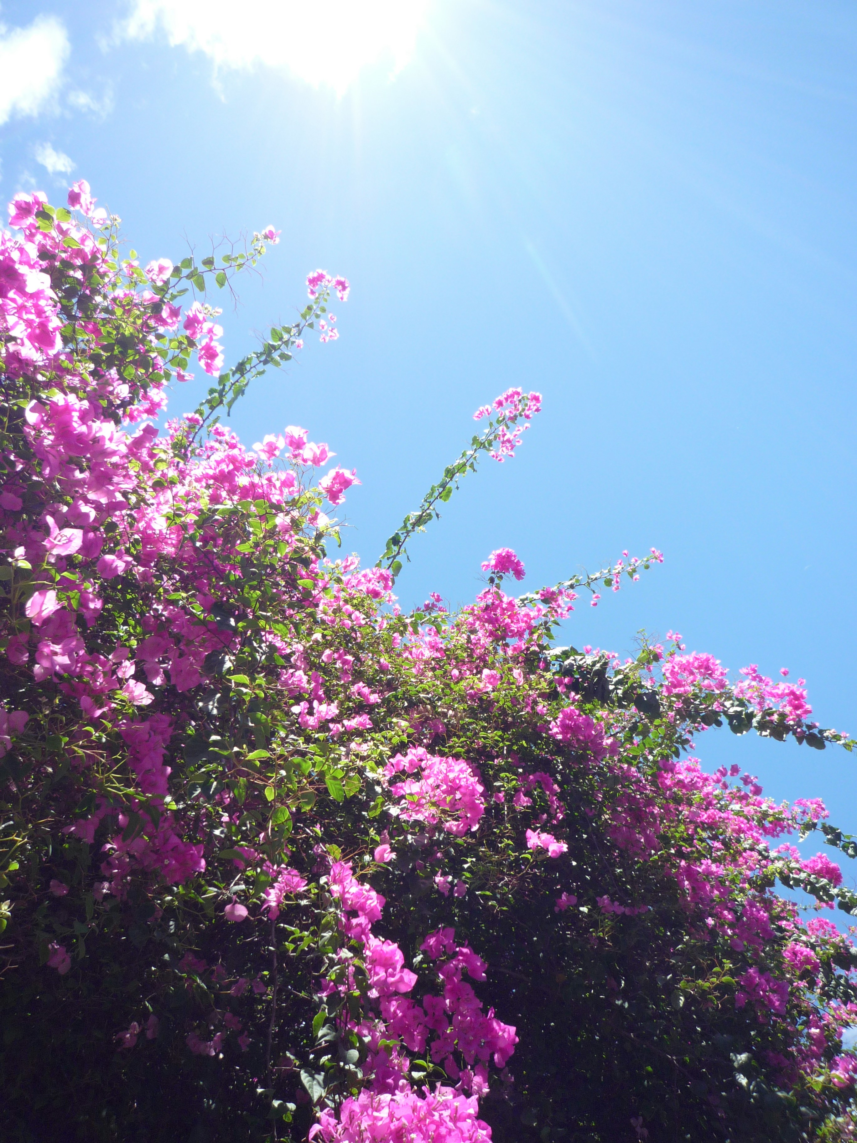 Photo by Jamie Trinh with Panasonic Lumix DMC-FX35