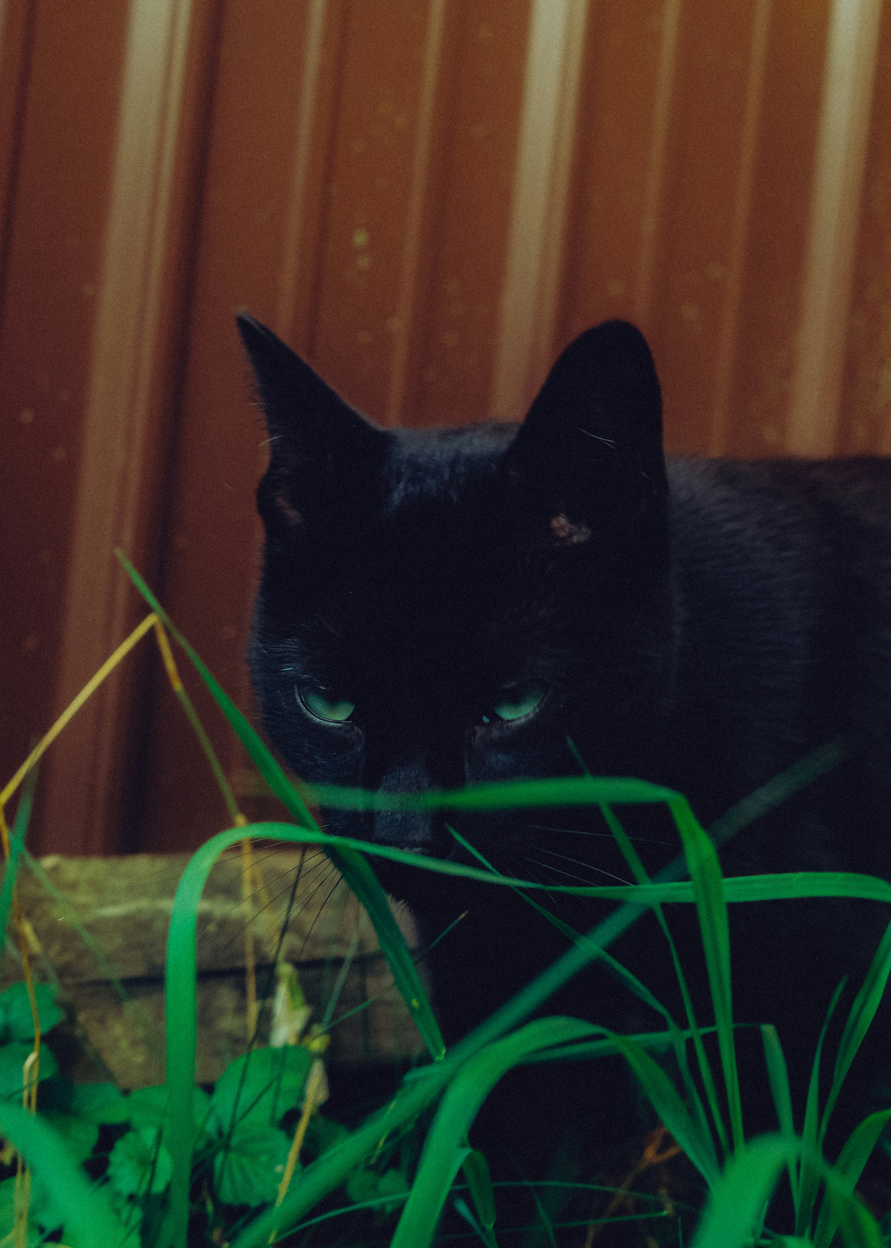 Shadowed Whiskers in a Quiet Garden