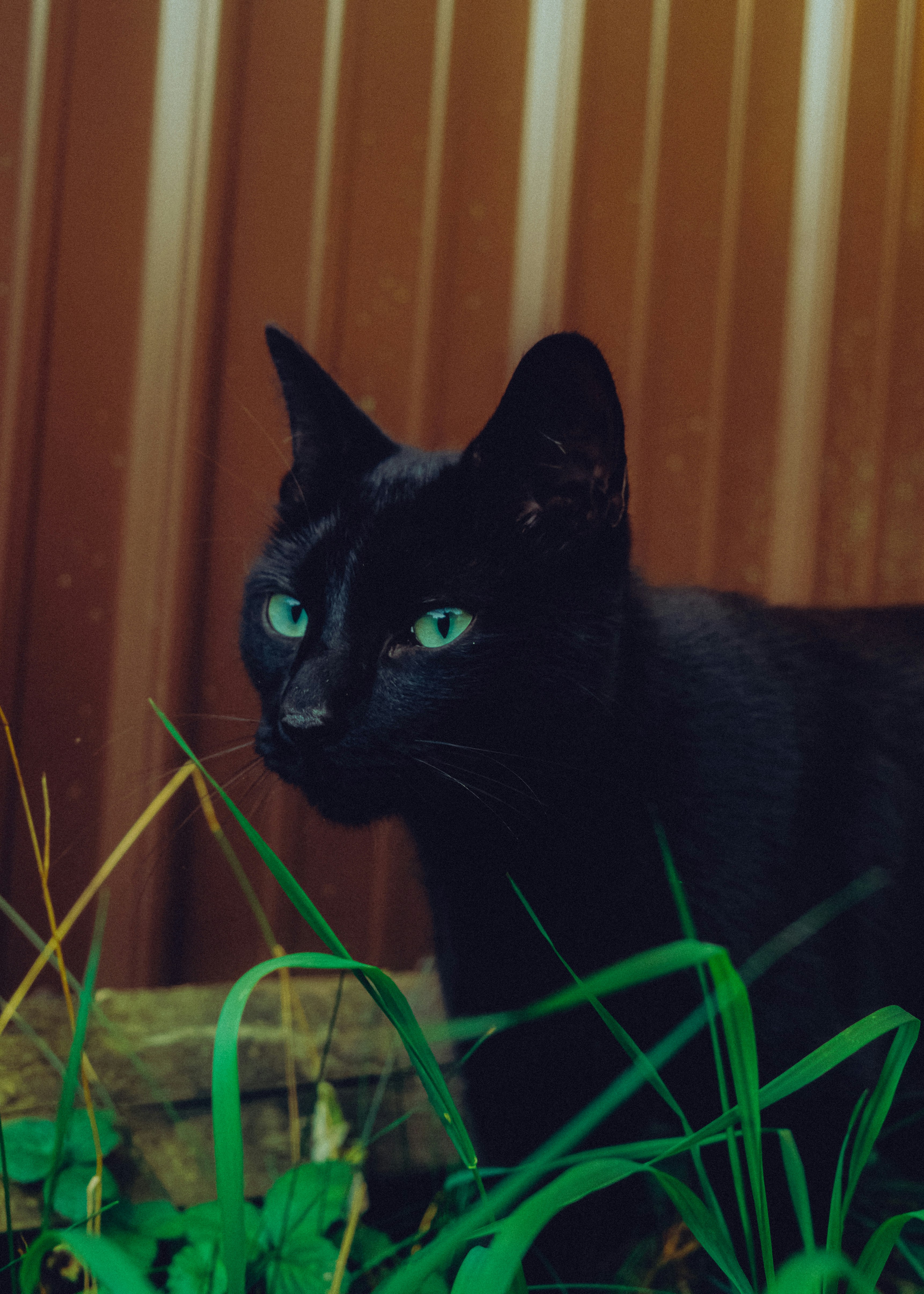 Midnight Stalker: Green-Gold Eyes in the Plants