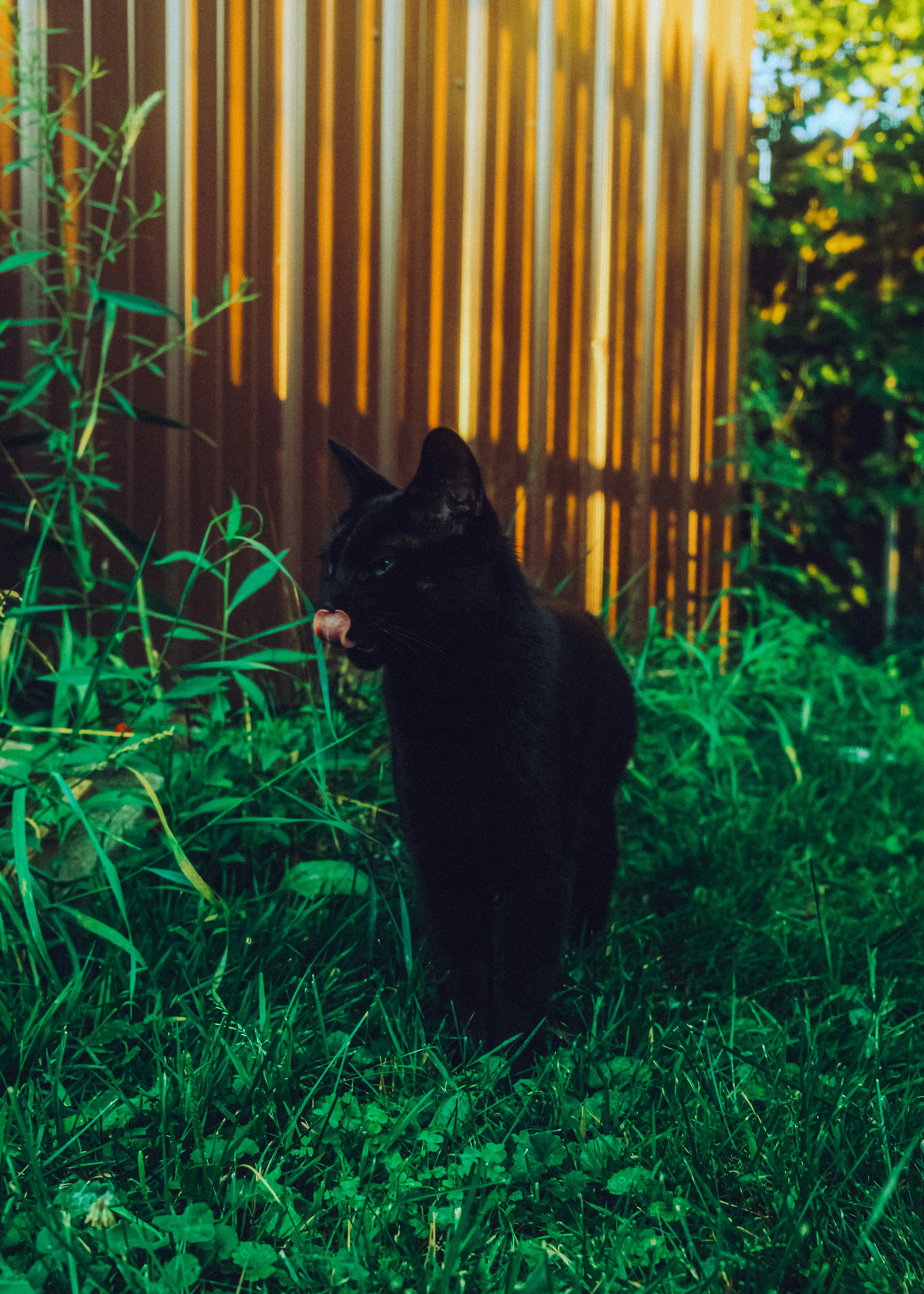 Black cat standing in green grass with tongue out.