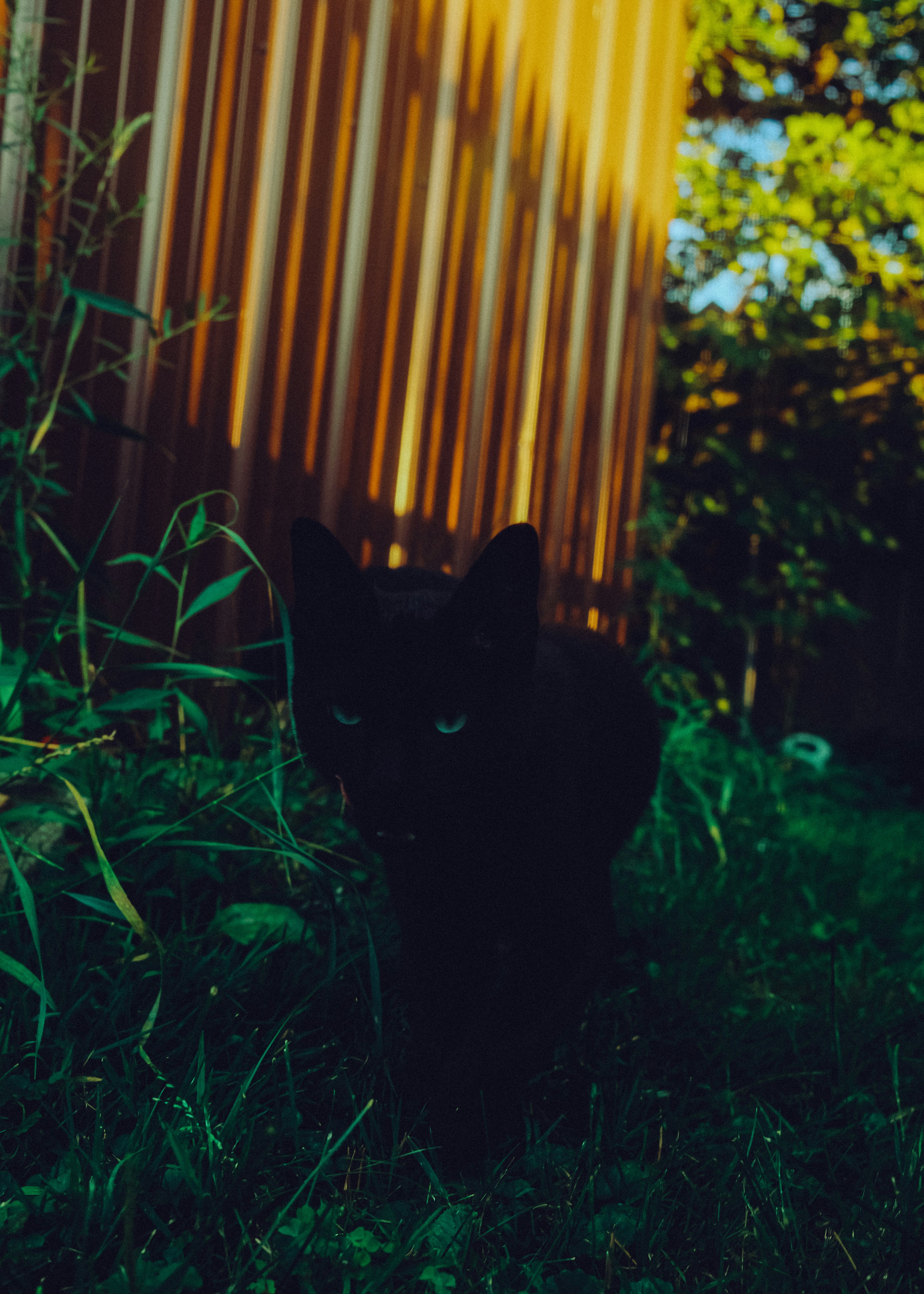 Shadow in the Yard: A Black Cat Amid Evening Foliage