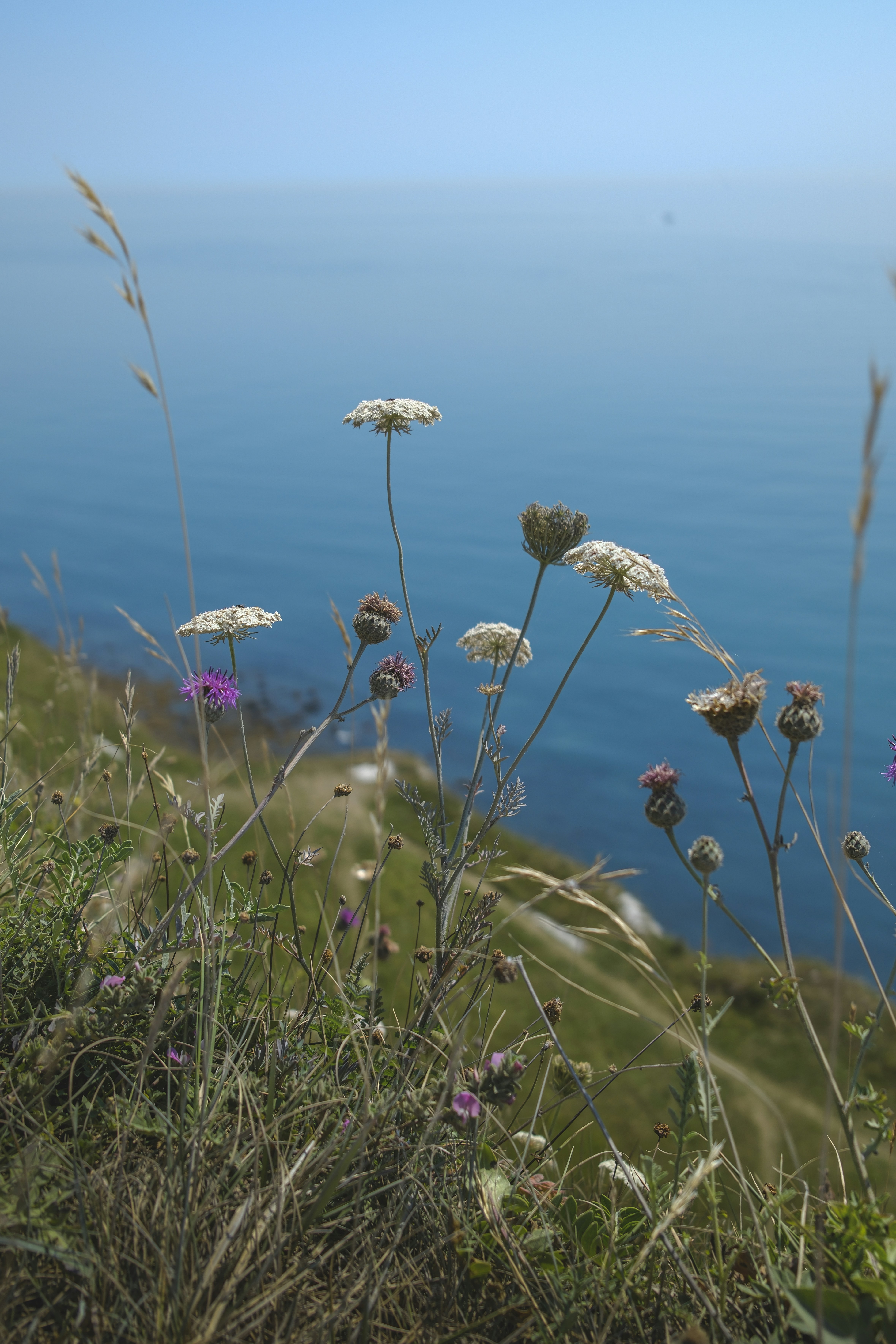 Clifftop Bloom: Wildflowers Framing a Sea-Blue Horizon