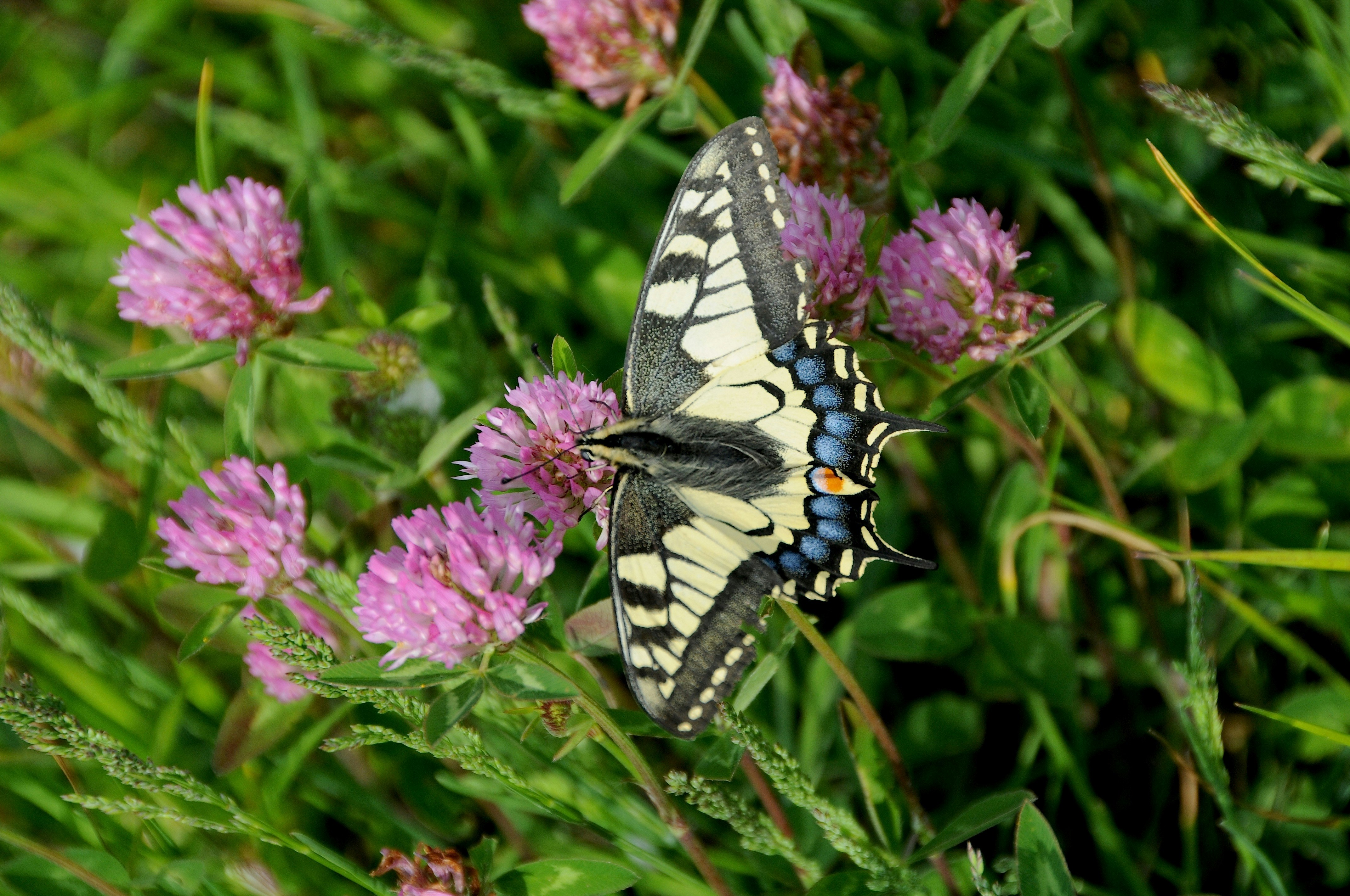 Bright swallowtail perched on pink wildflowers amid green foliage, showcasing bold wing patterns and natural outdoor lighting.