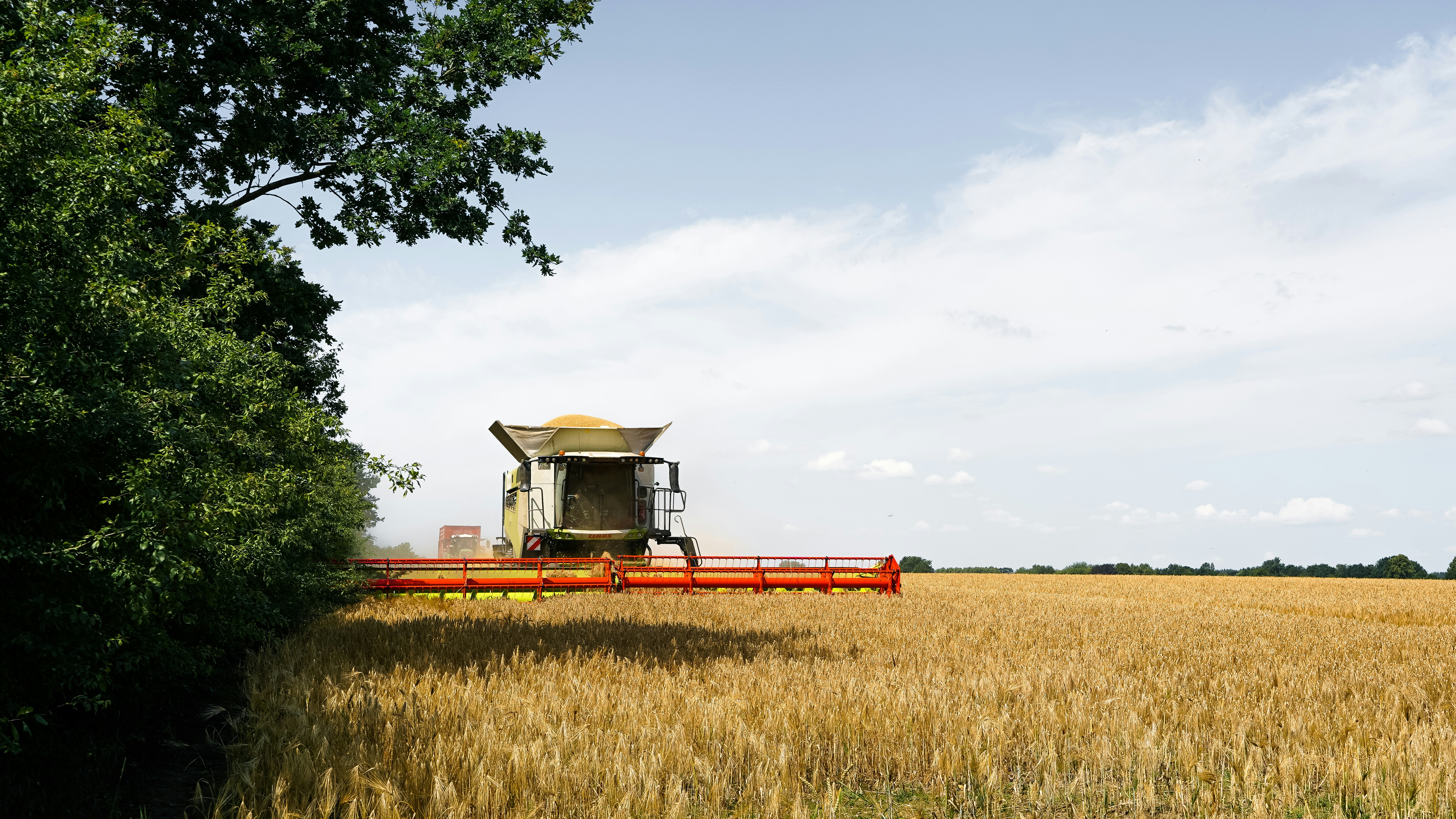Harvest Horizon: A Wheat Field Meets a Distant Combine