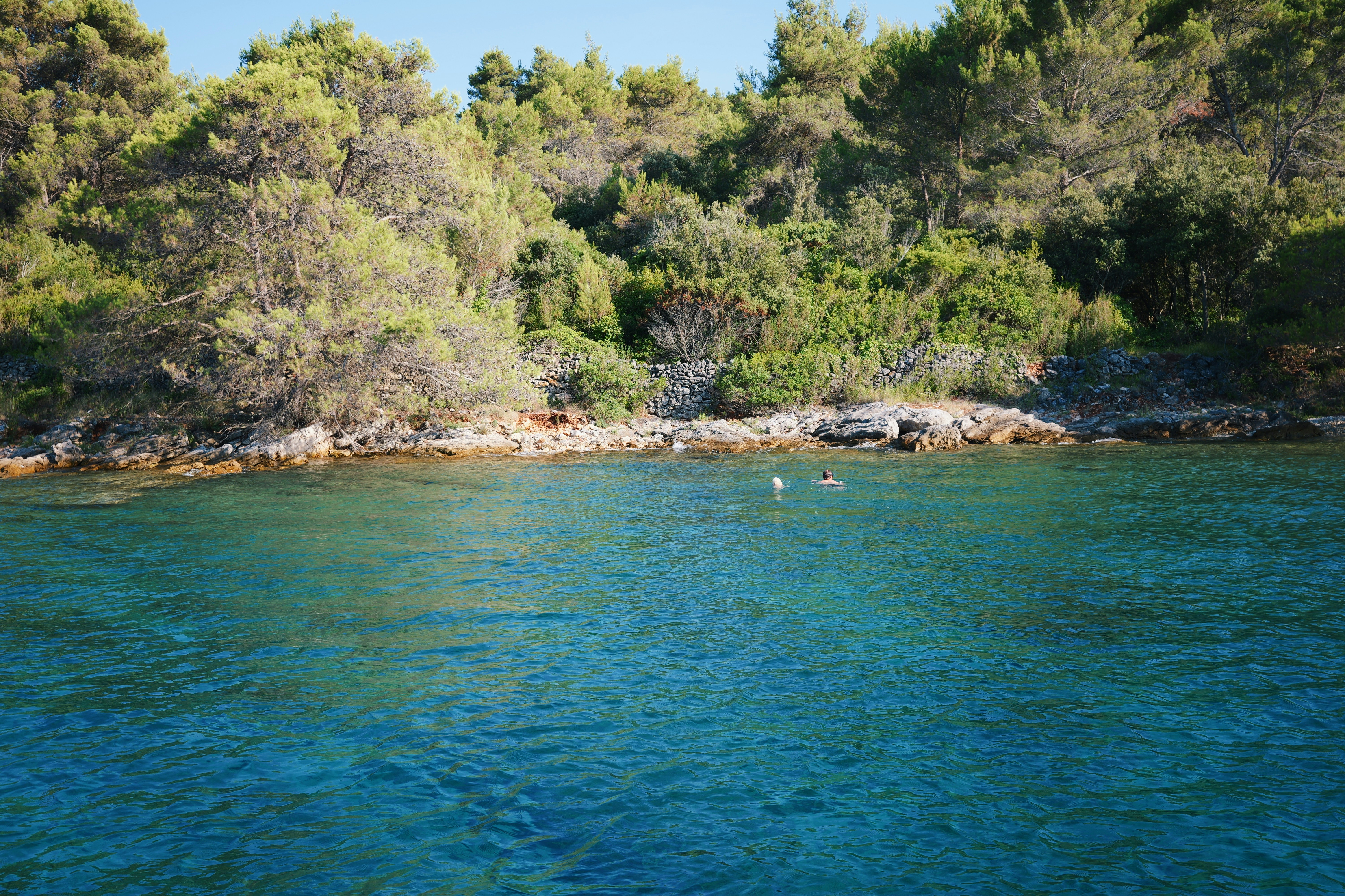 Azure Cove: Sunlit Water Meeting a Pine-Fringed Shore