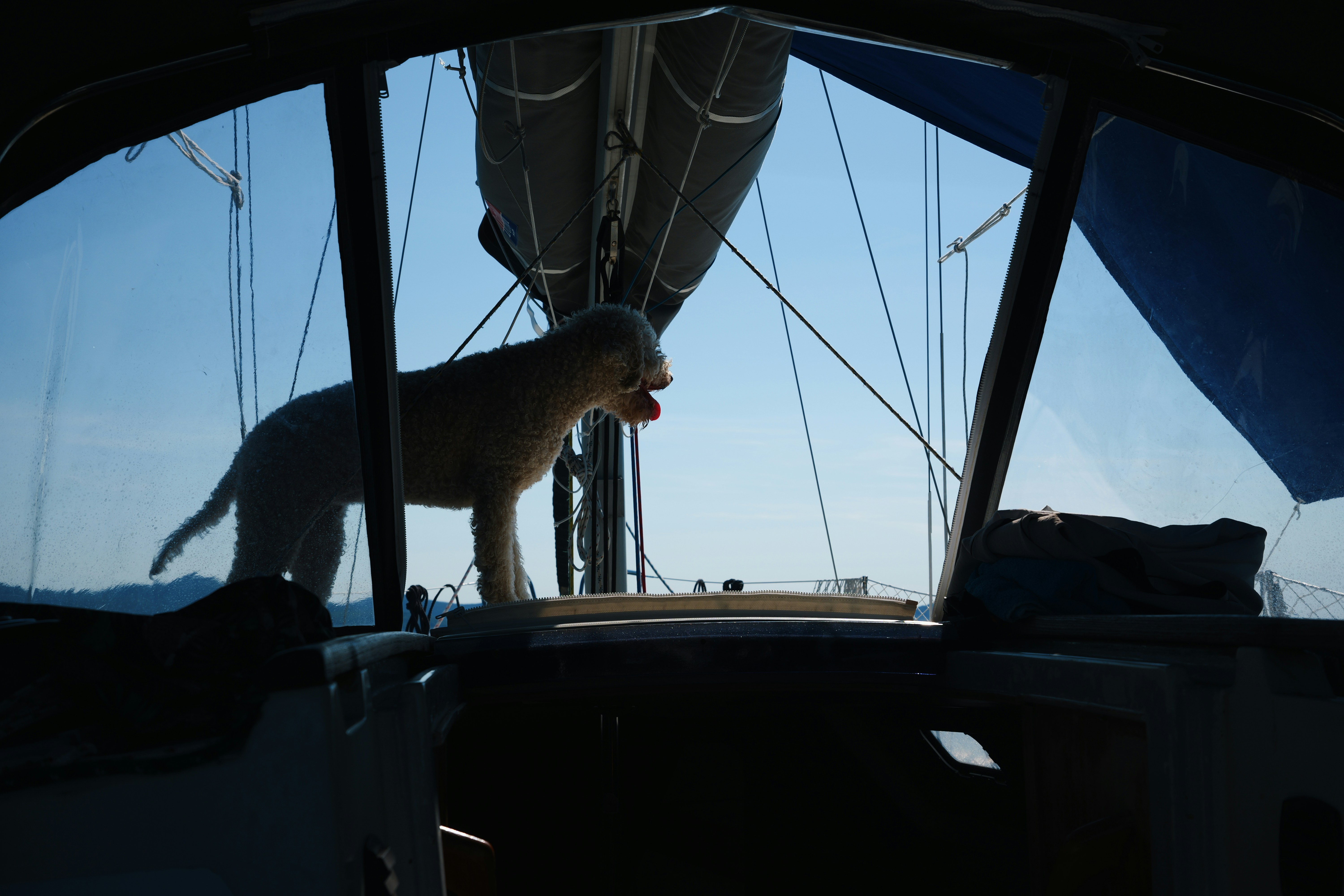 Glass-Cailed Sentinel: A Dog at the Helm of a Dawn-Blue Sailboat