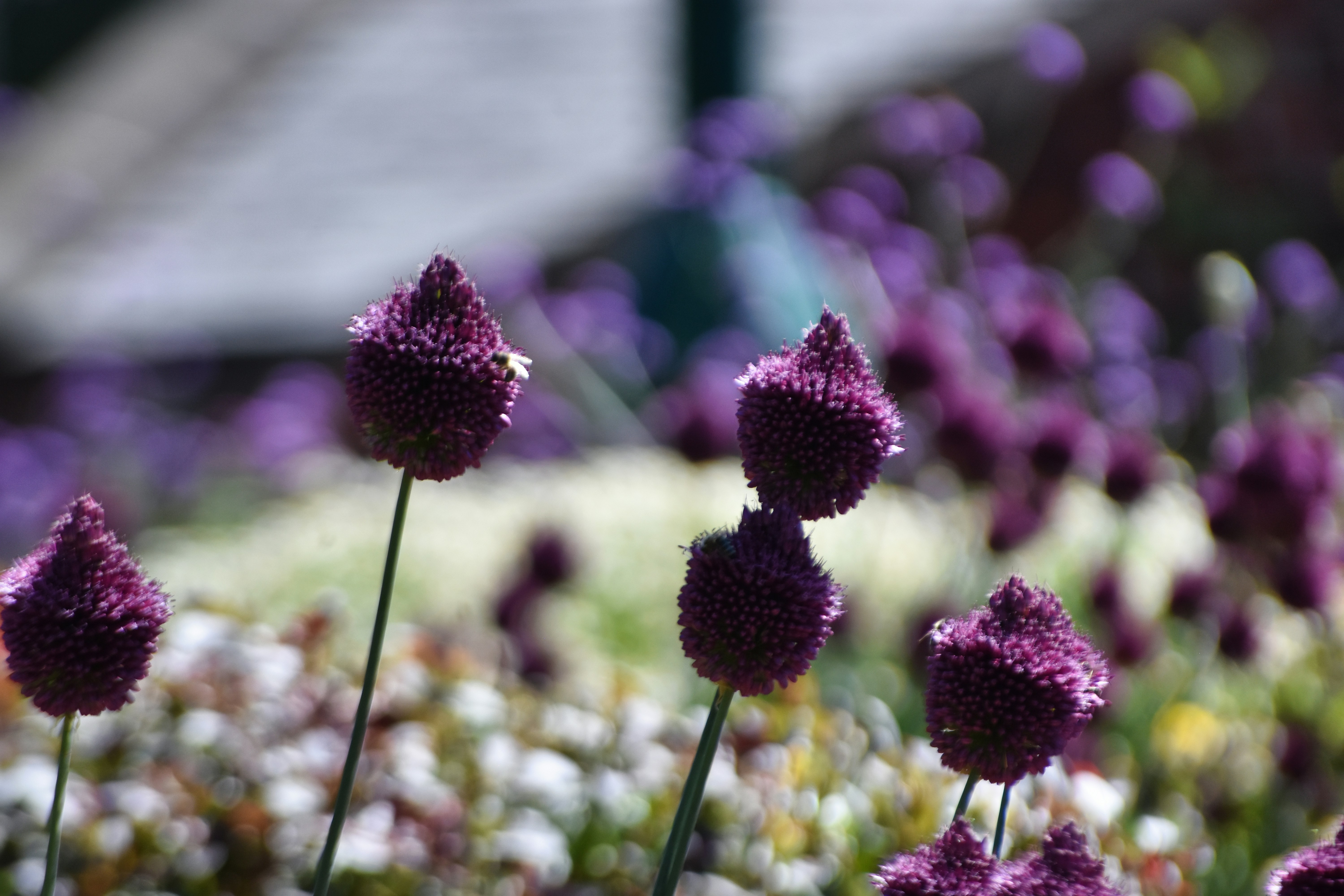 Purple Ellipses in a Quiet Garden Bed