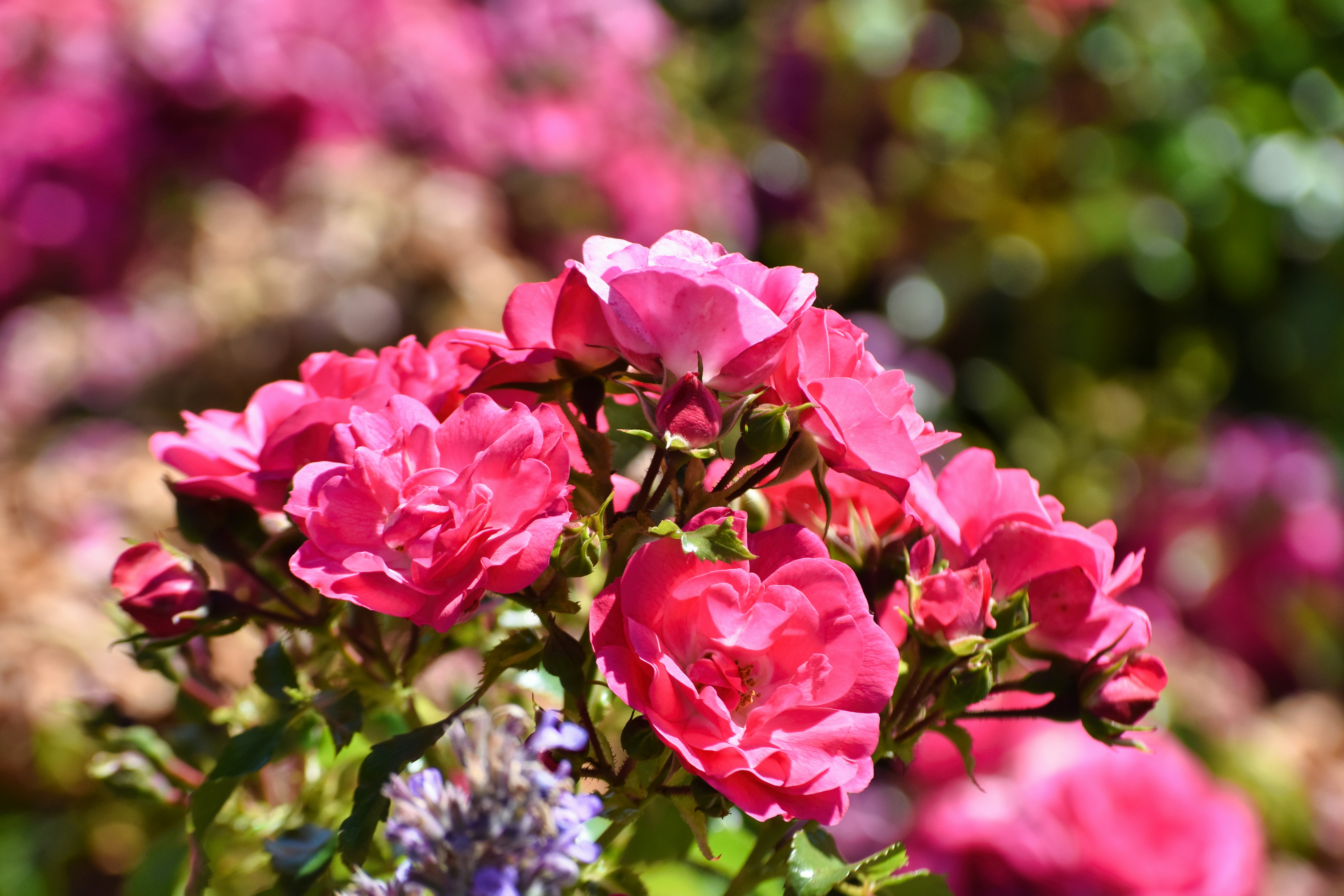 Vibrant Rose Cluster in Sunlit Garden