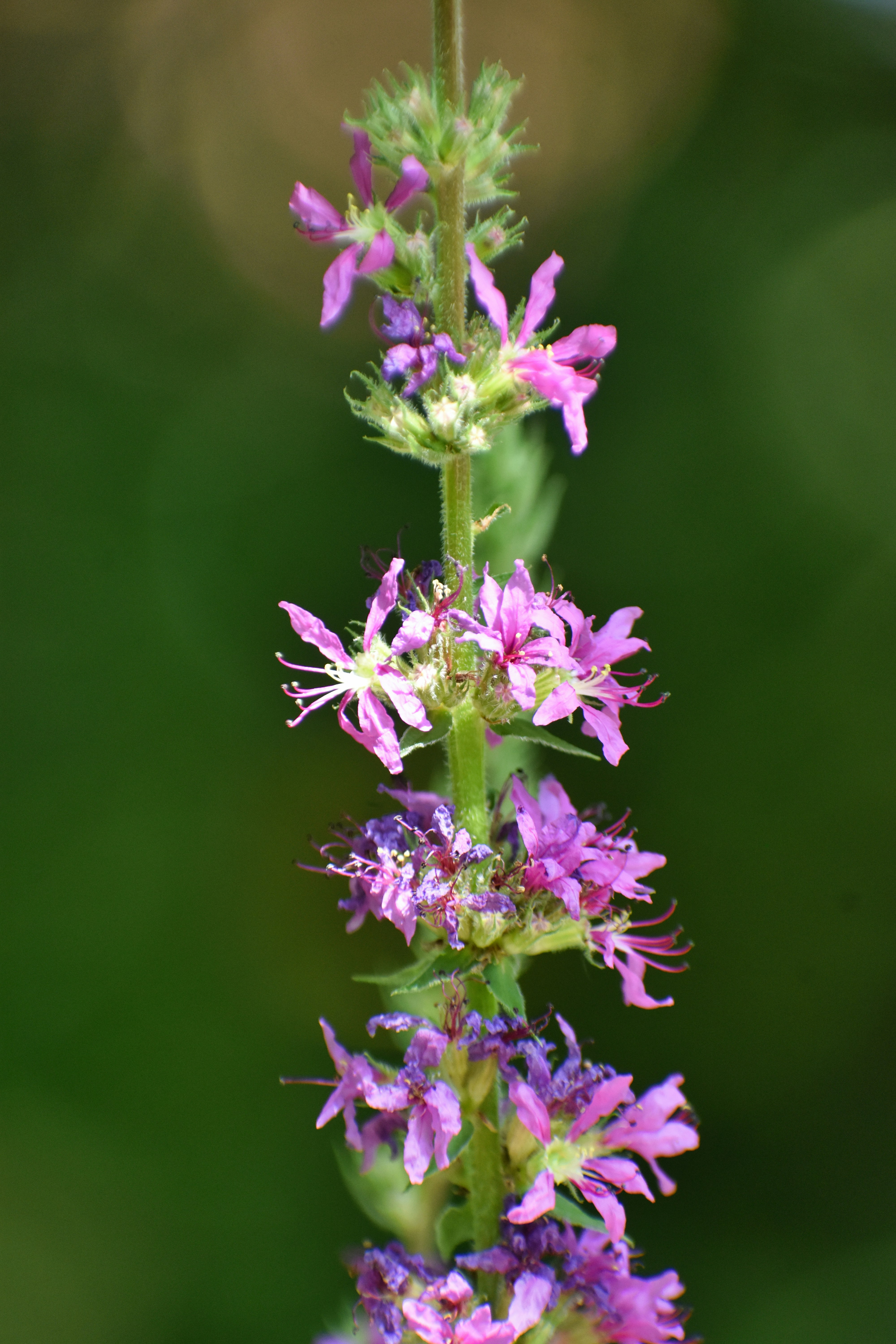 Purple Spike: A Close-Up of Delicate Lavender-rose Bloom on a Tall Stem