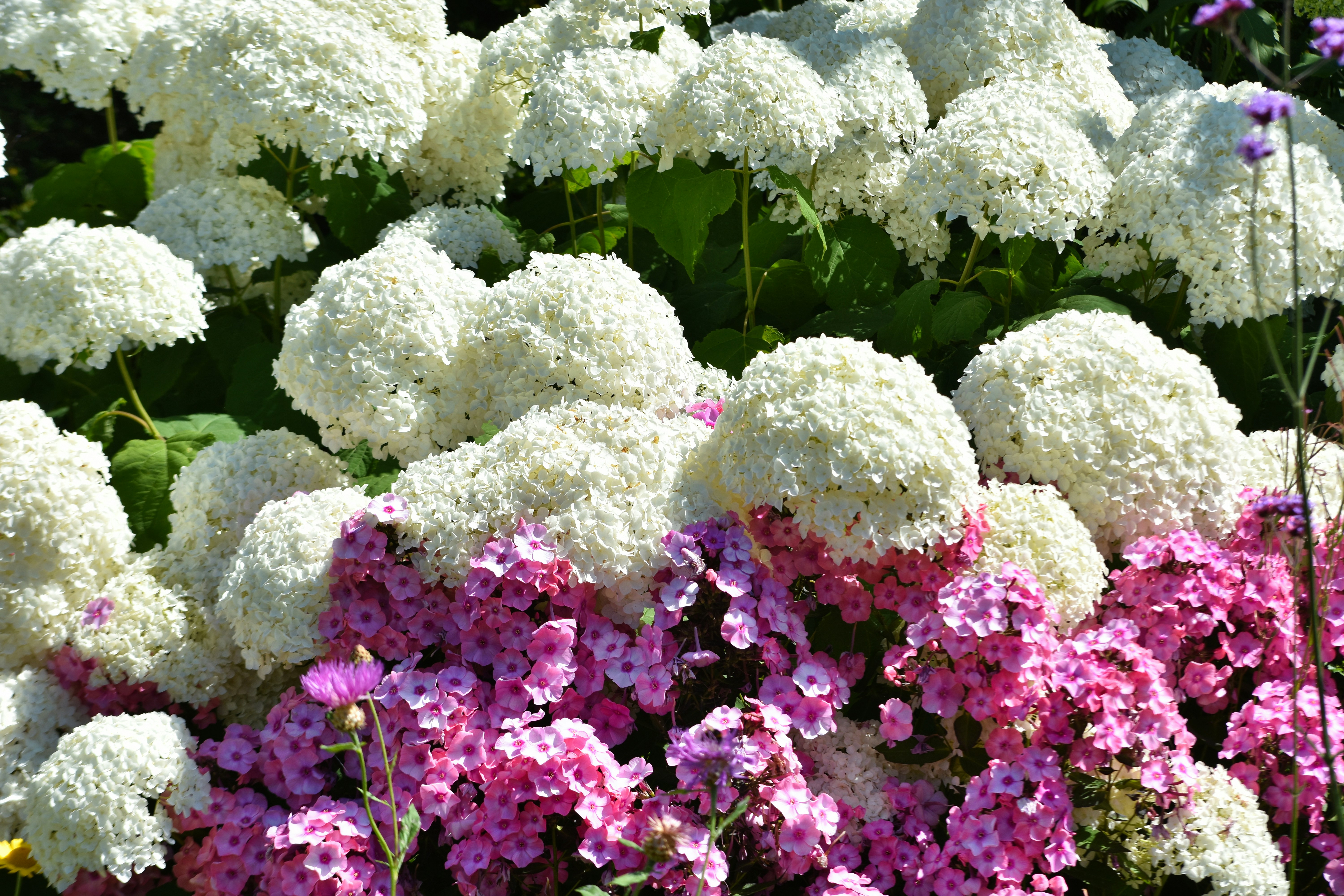 Crimson Corners: White Hydrangea Canopy Over Pink Accent Bloom