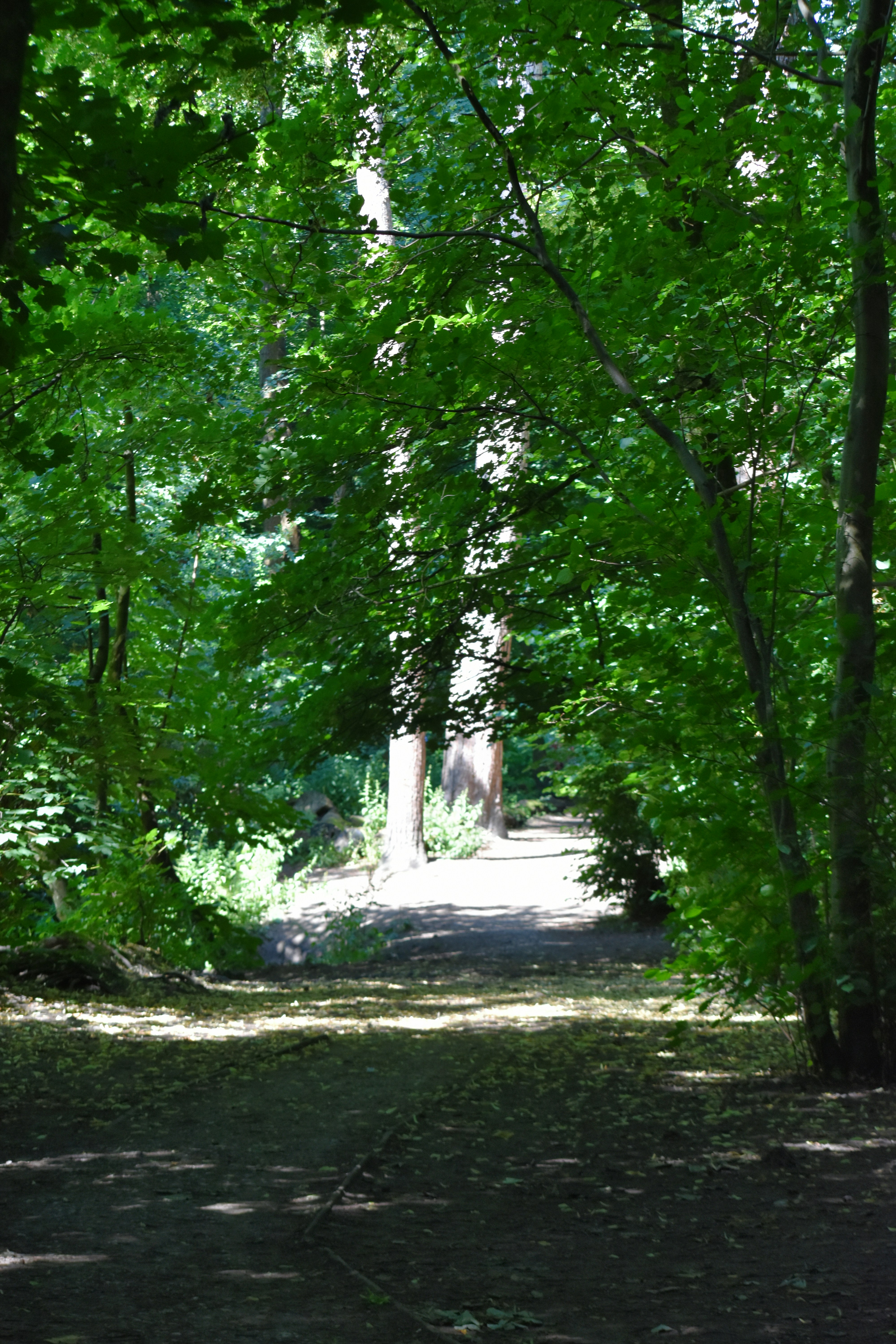 Sun-dappled forest path framed by overhanging green foliage, leading into a sunlit trail; a tranquil natural scene with soft shadows on the ground.