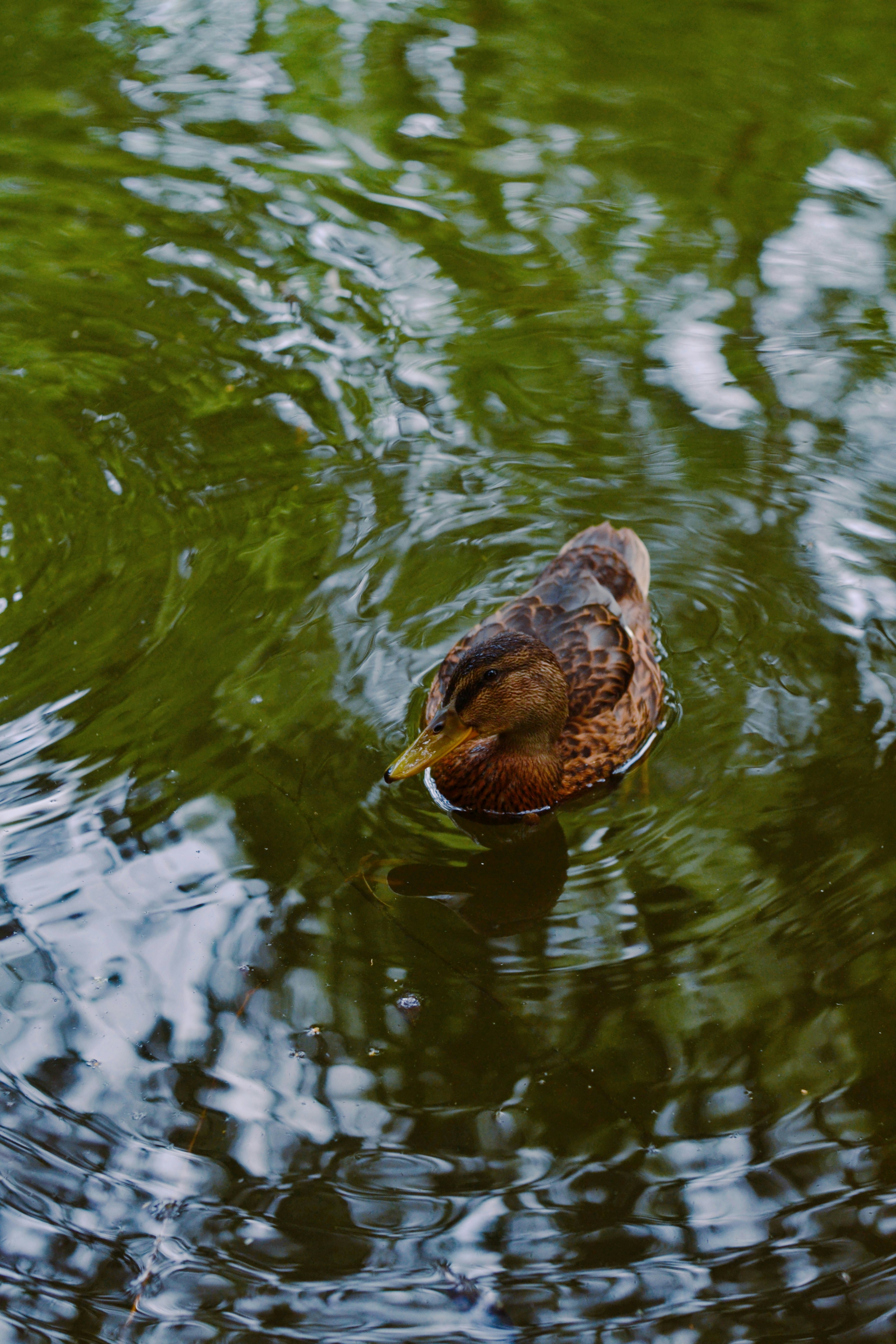 Mid-Ripples, Mallard Moment