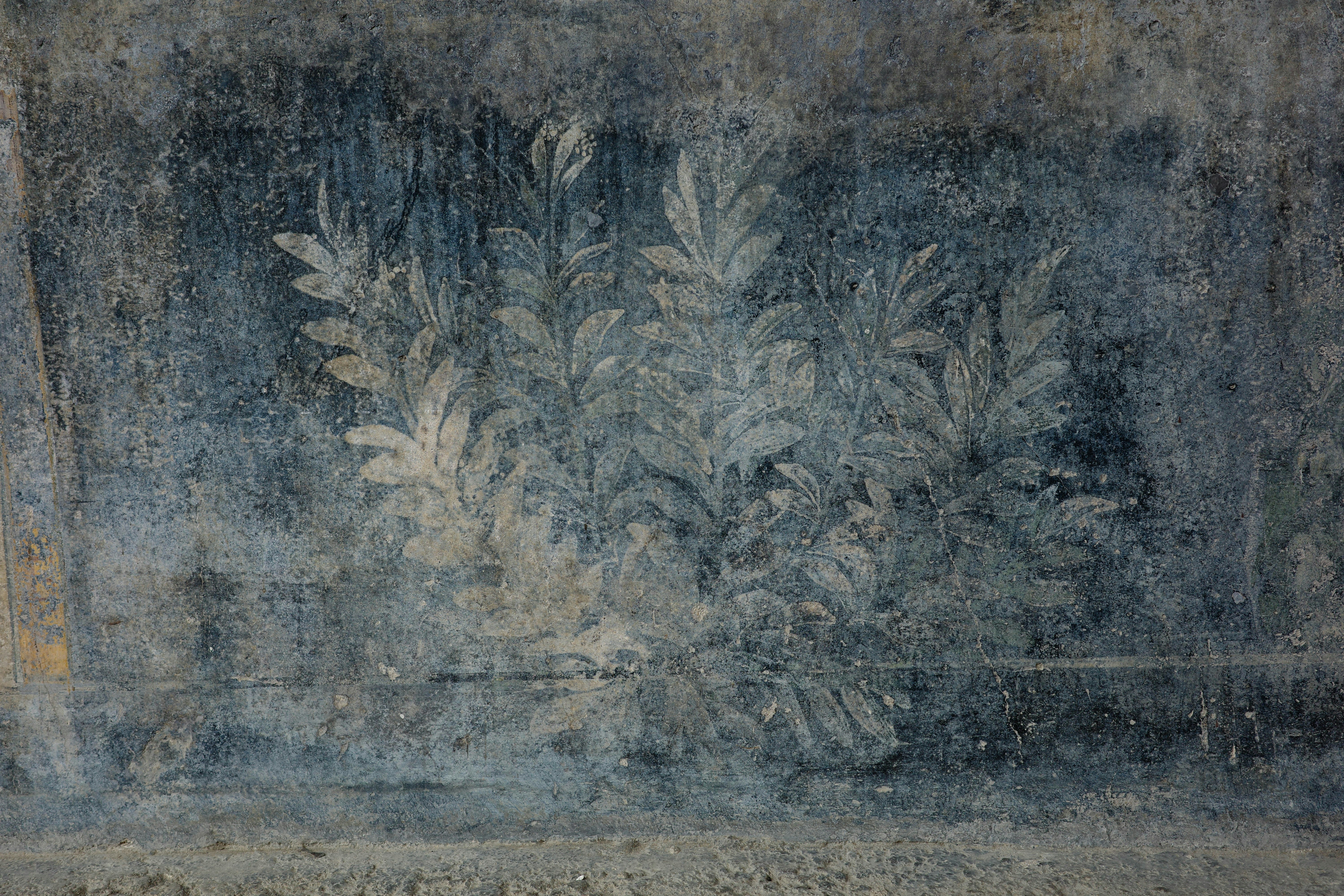 Fading Foliage on a Weathered Wall