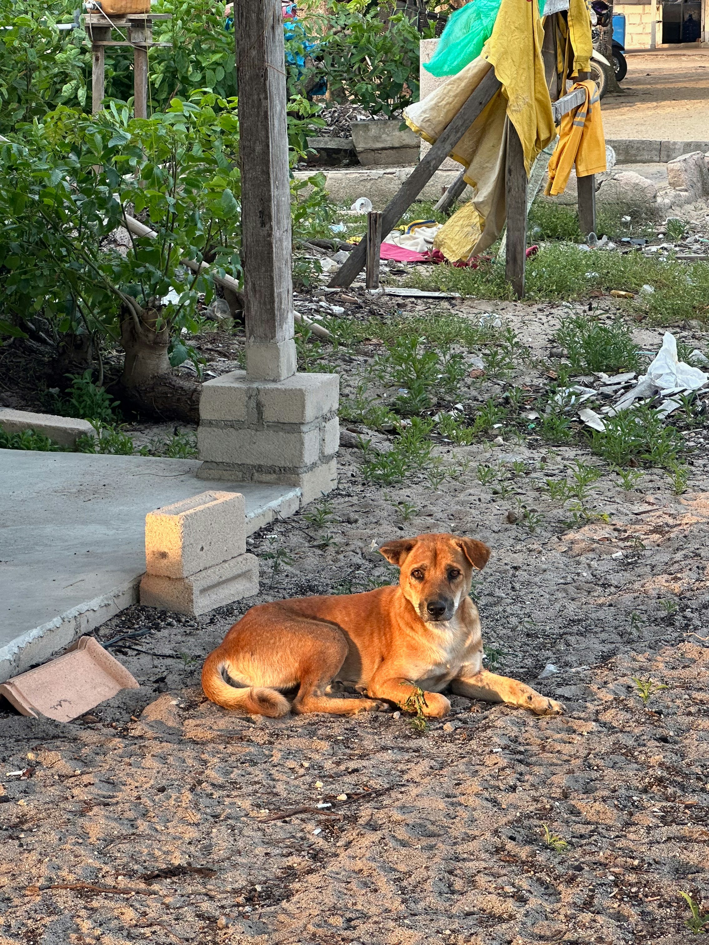 Terracotta Retriever: a single dog resting under a sunlit yard scene