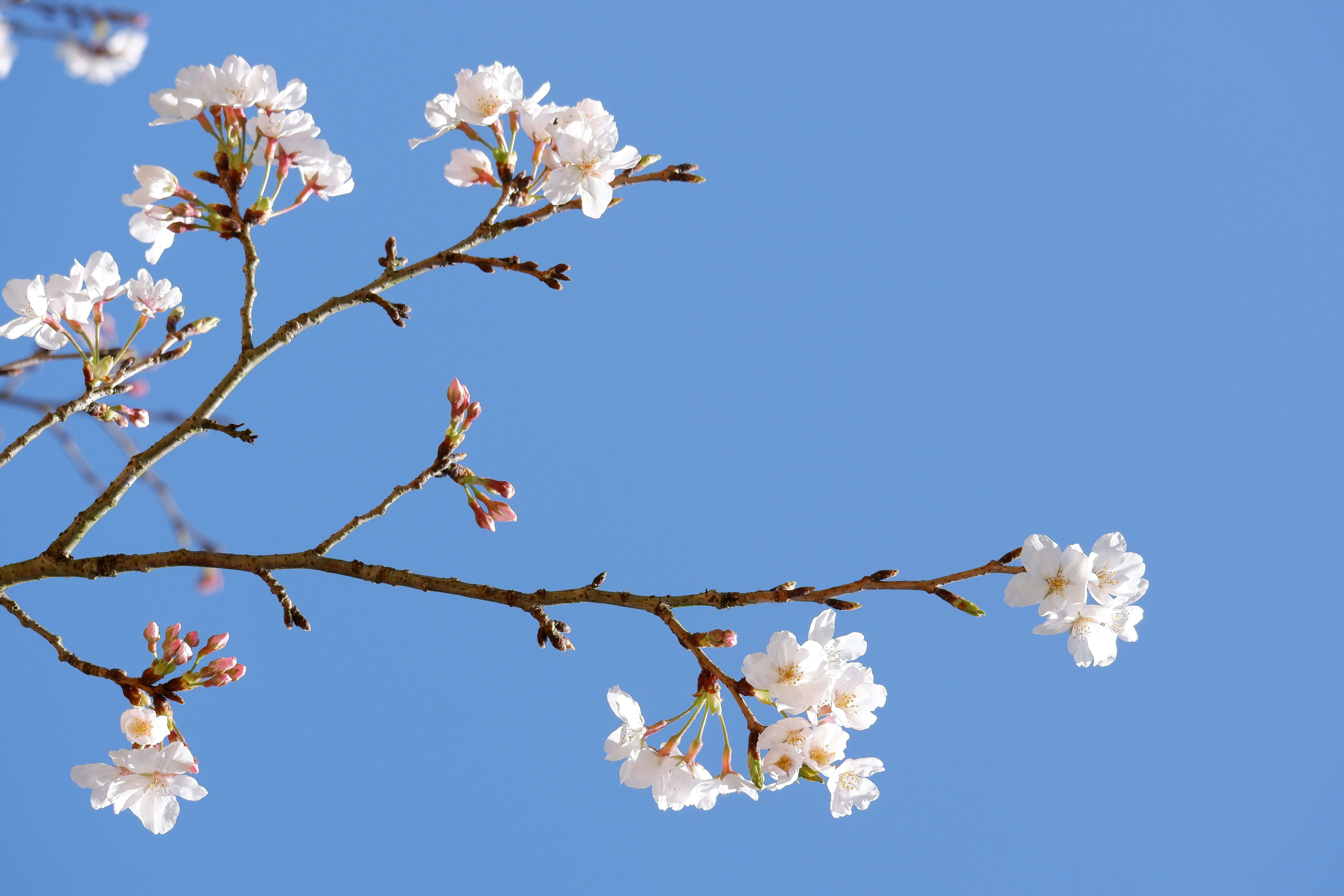 Blossom Branch Against Open Sky