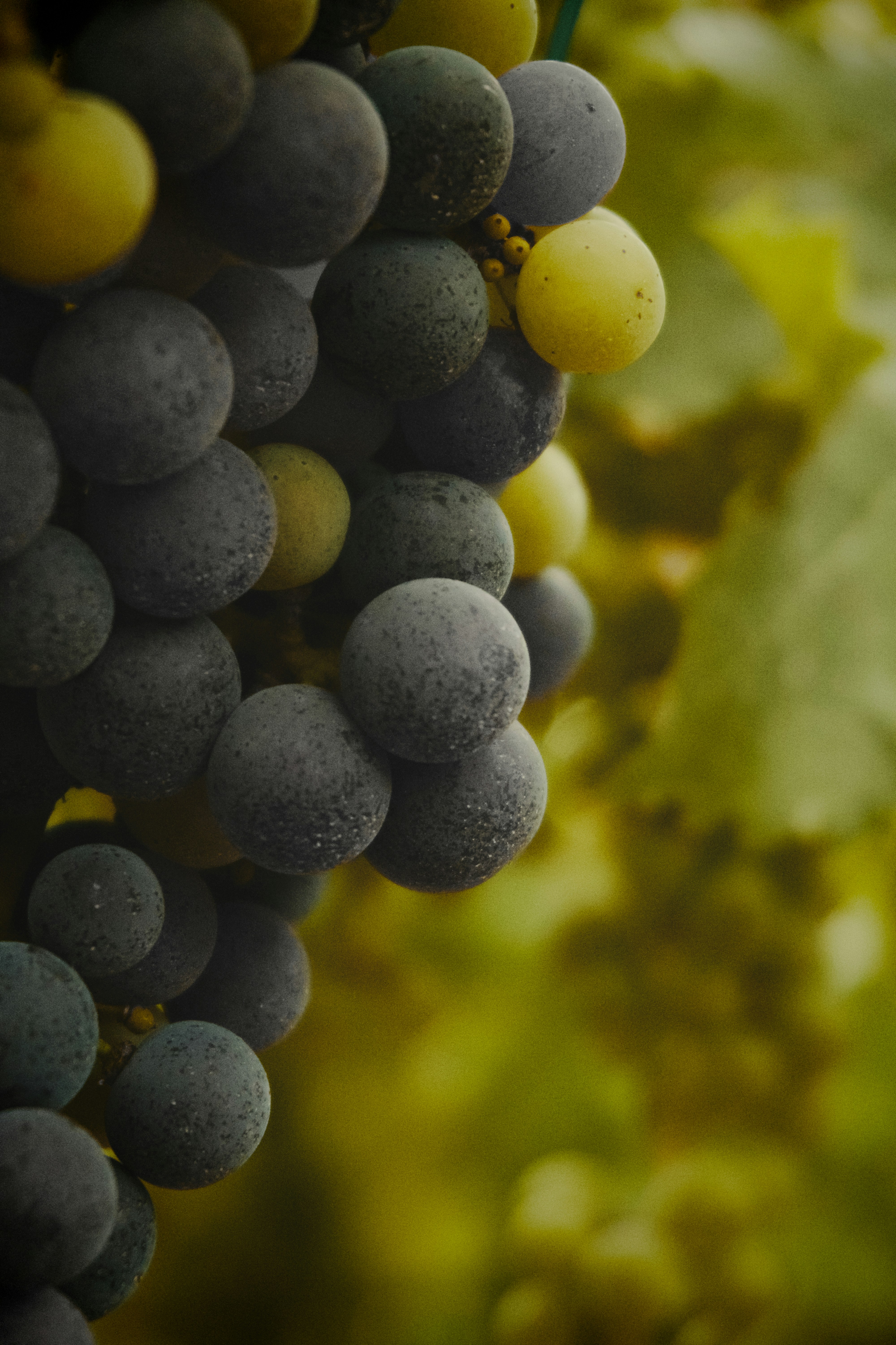 Dusk of Bunches: A Close-up of Velvet Vineyard Grapes