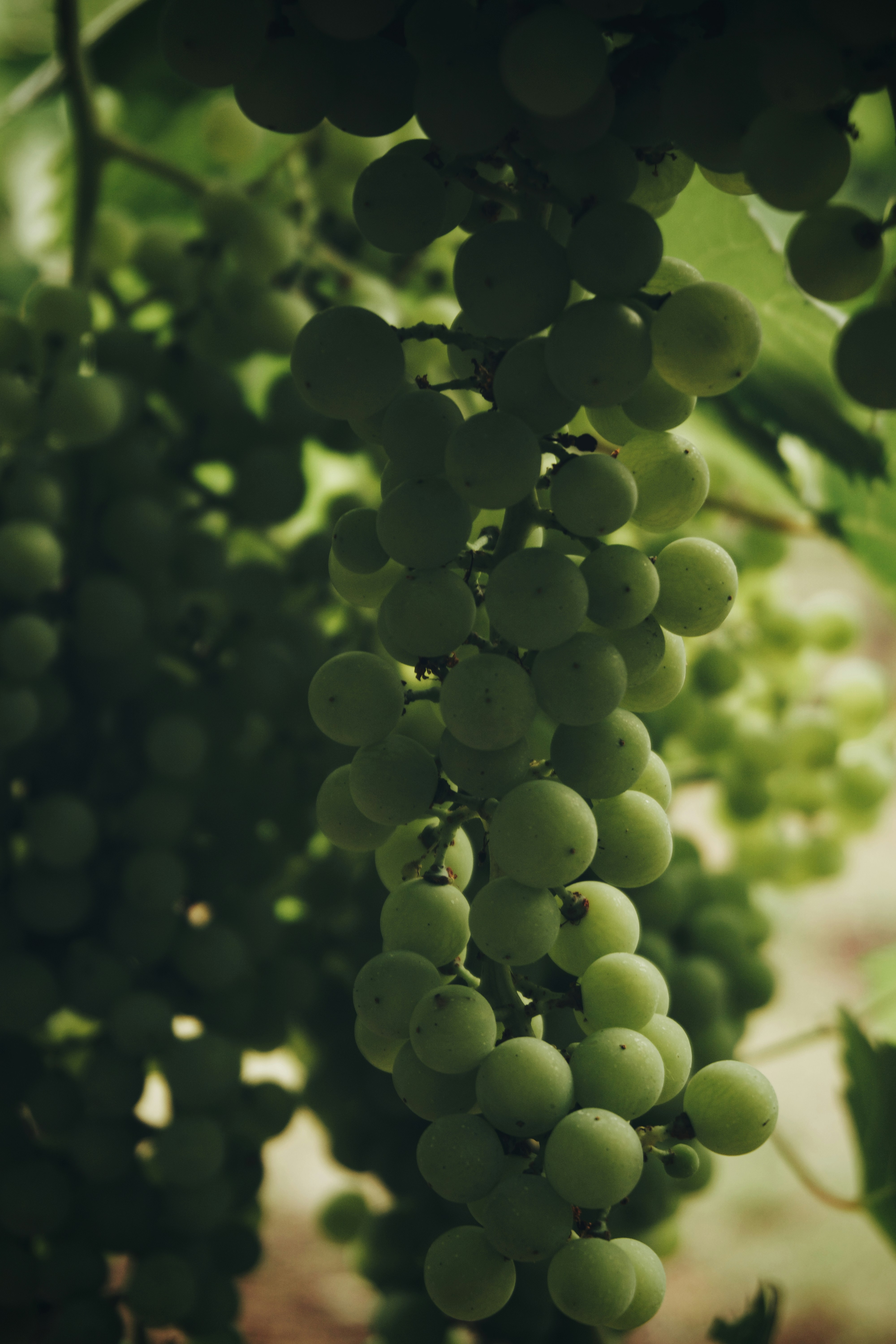 Green Bead Cascade: Grapes in Dappled Light