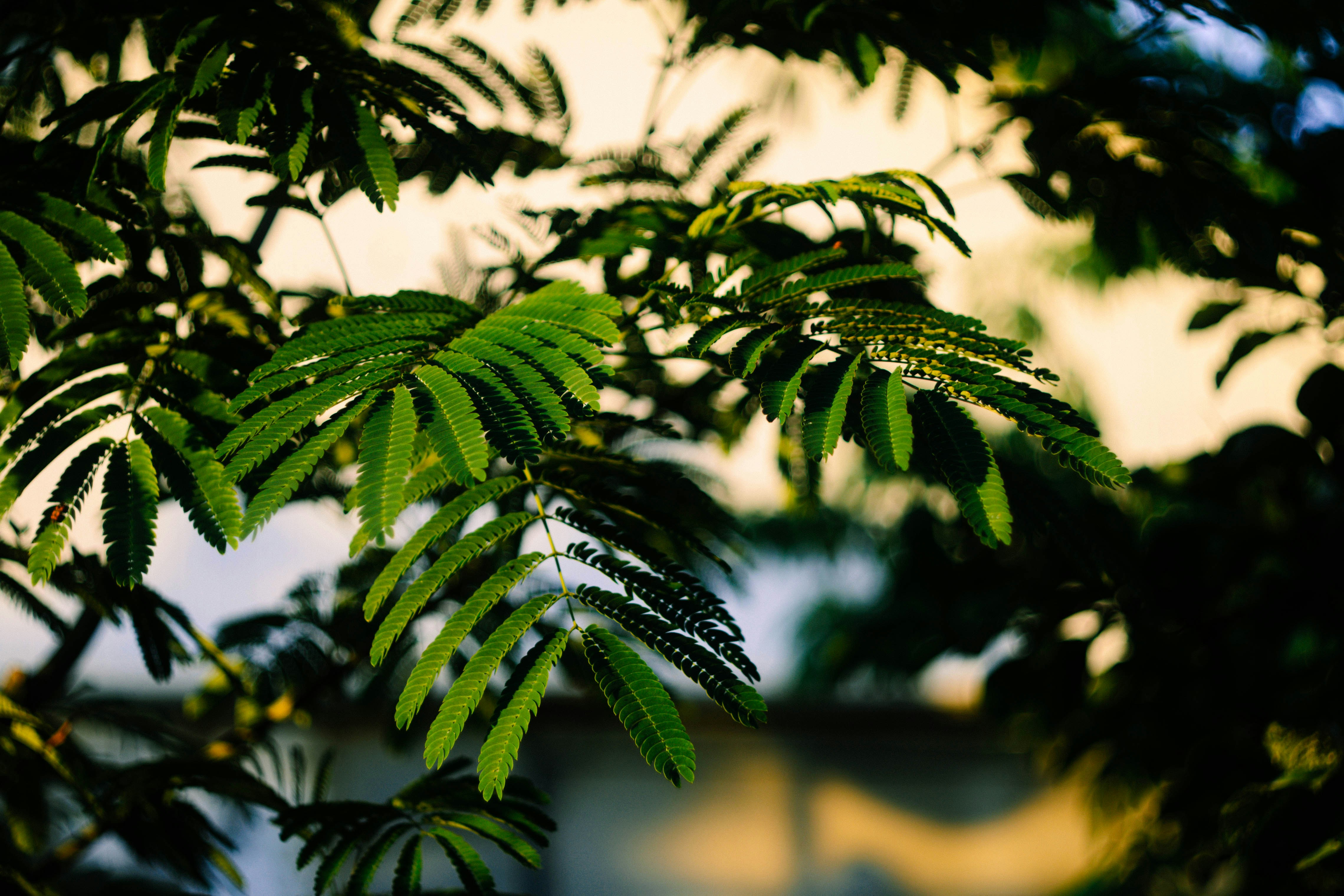 Filtered fern whispers: sunlight tracing delicate fronds