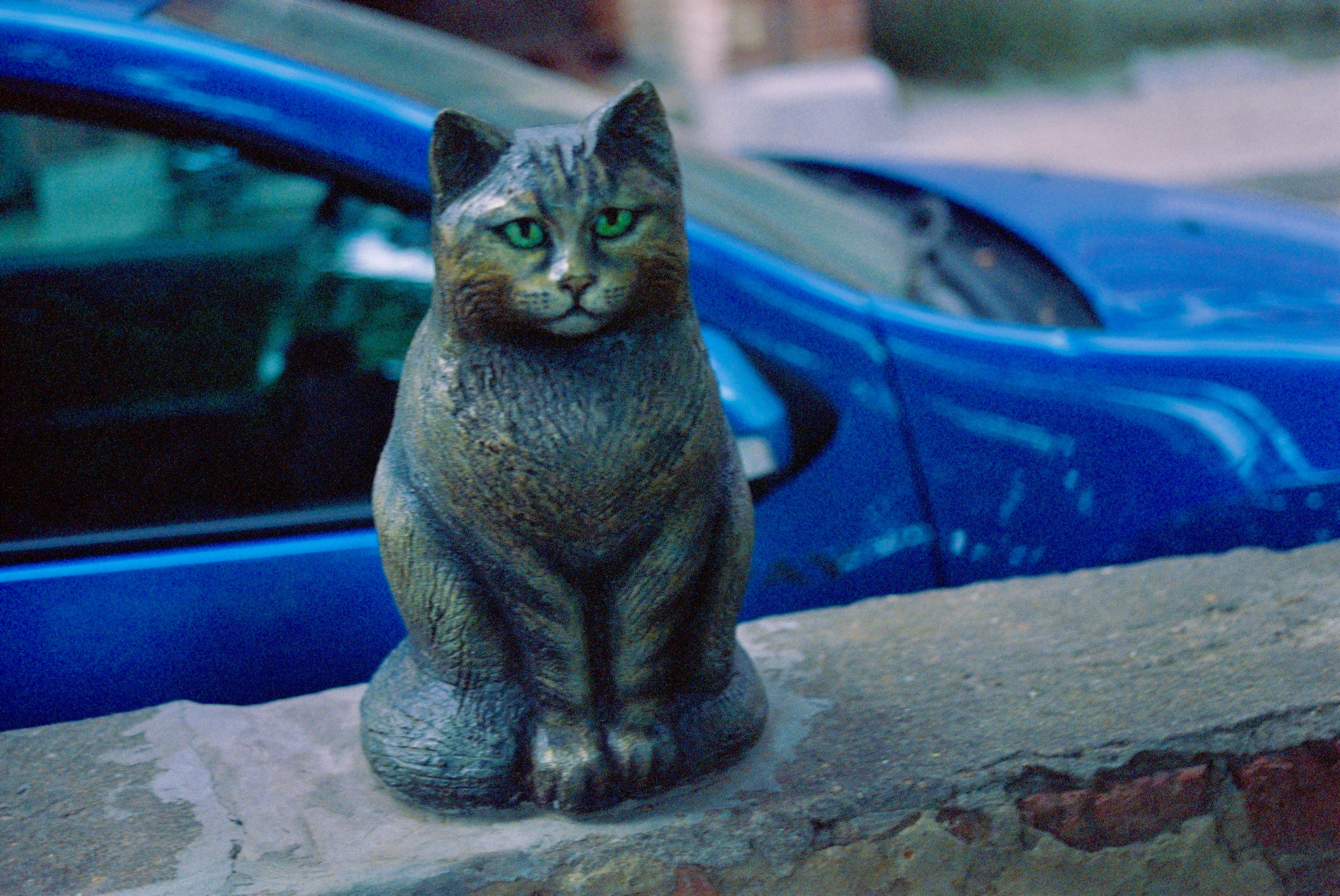 Grey Cat on a Concrete Wall with Blue Car Backdrop