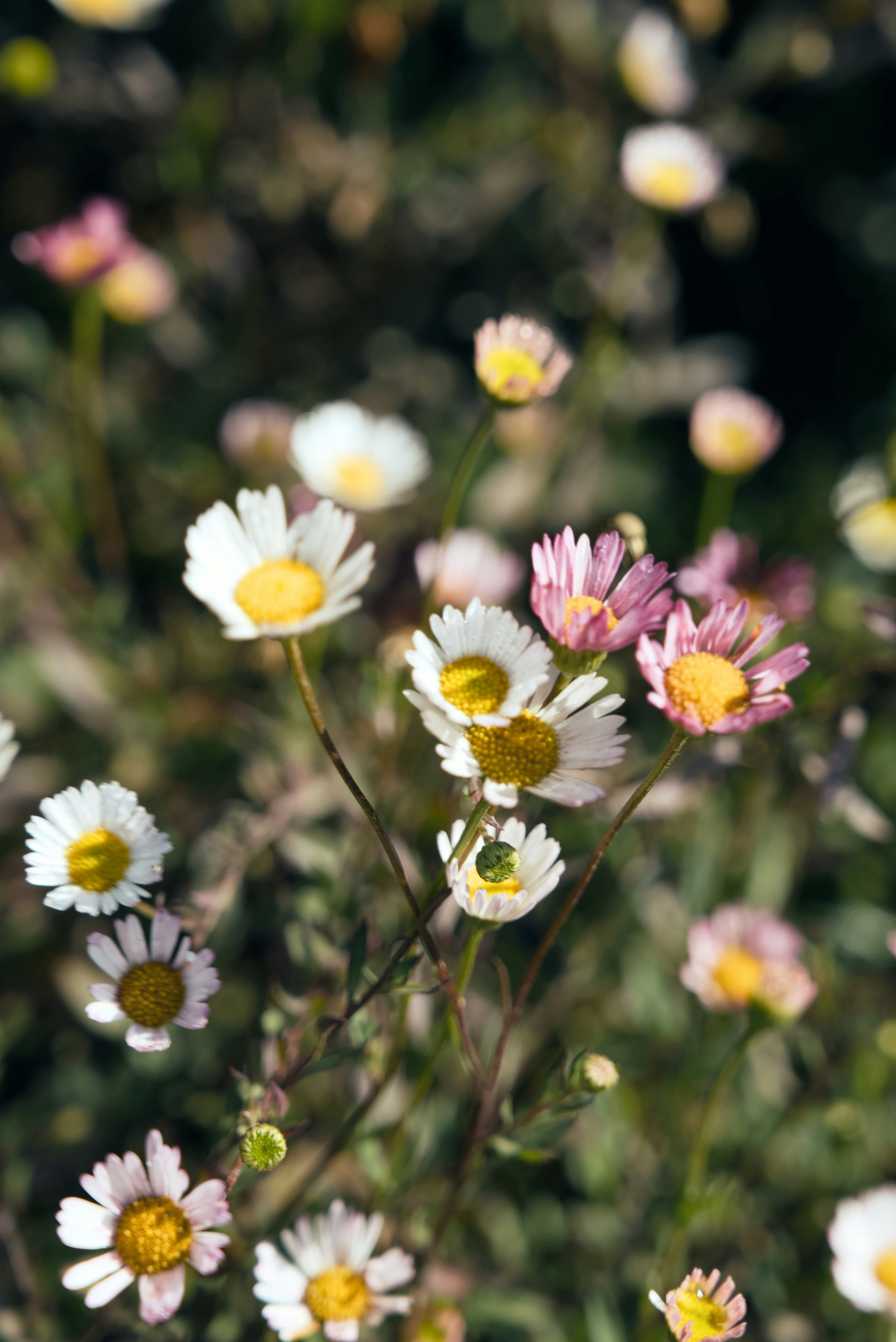 Daisy Burst: A Field of Fragrant Painted Florals