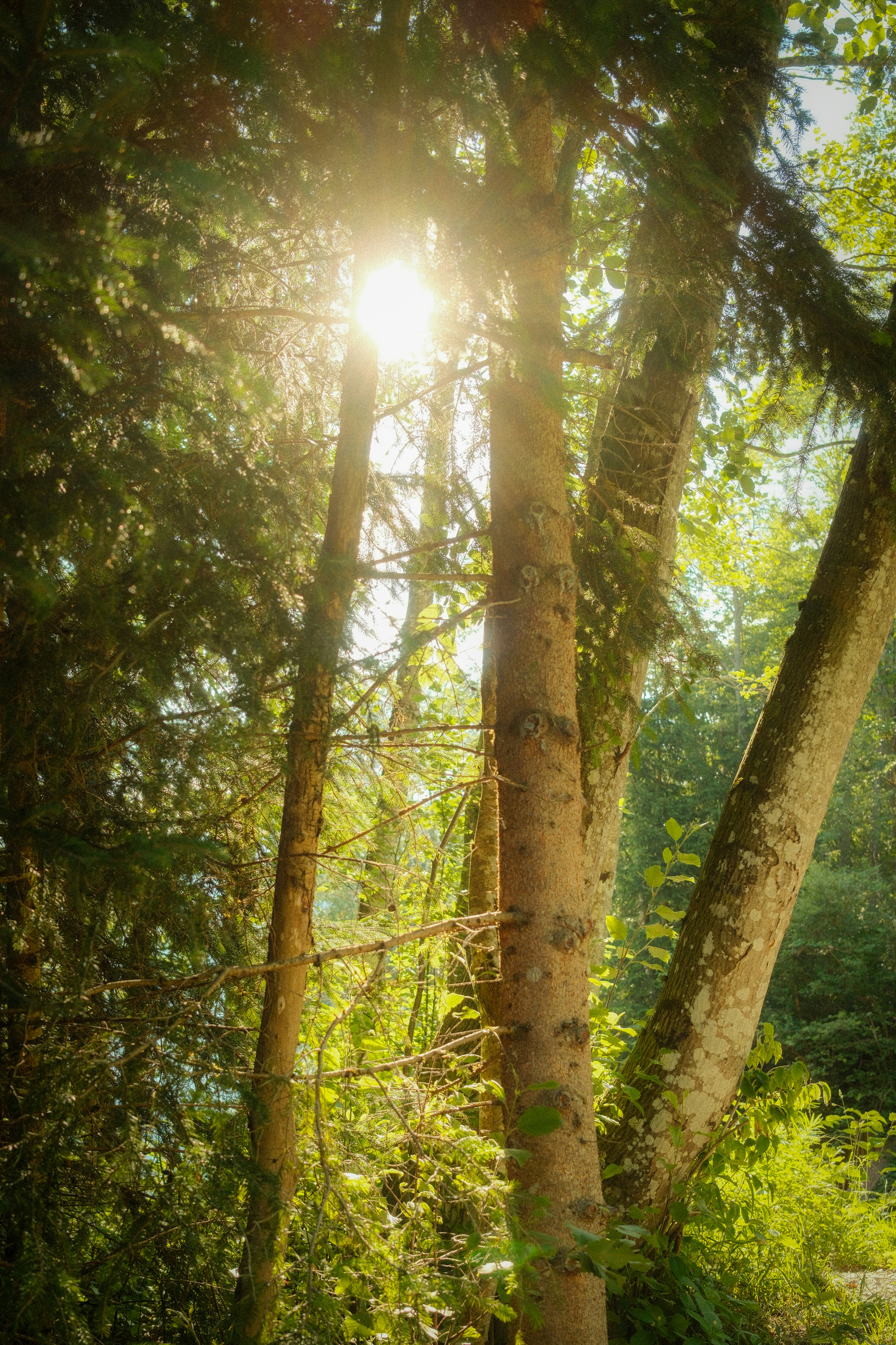 Sunlit Trunk Chorus: Dawn Through the Forest