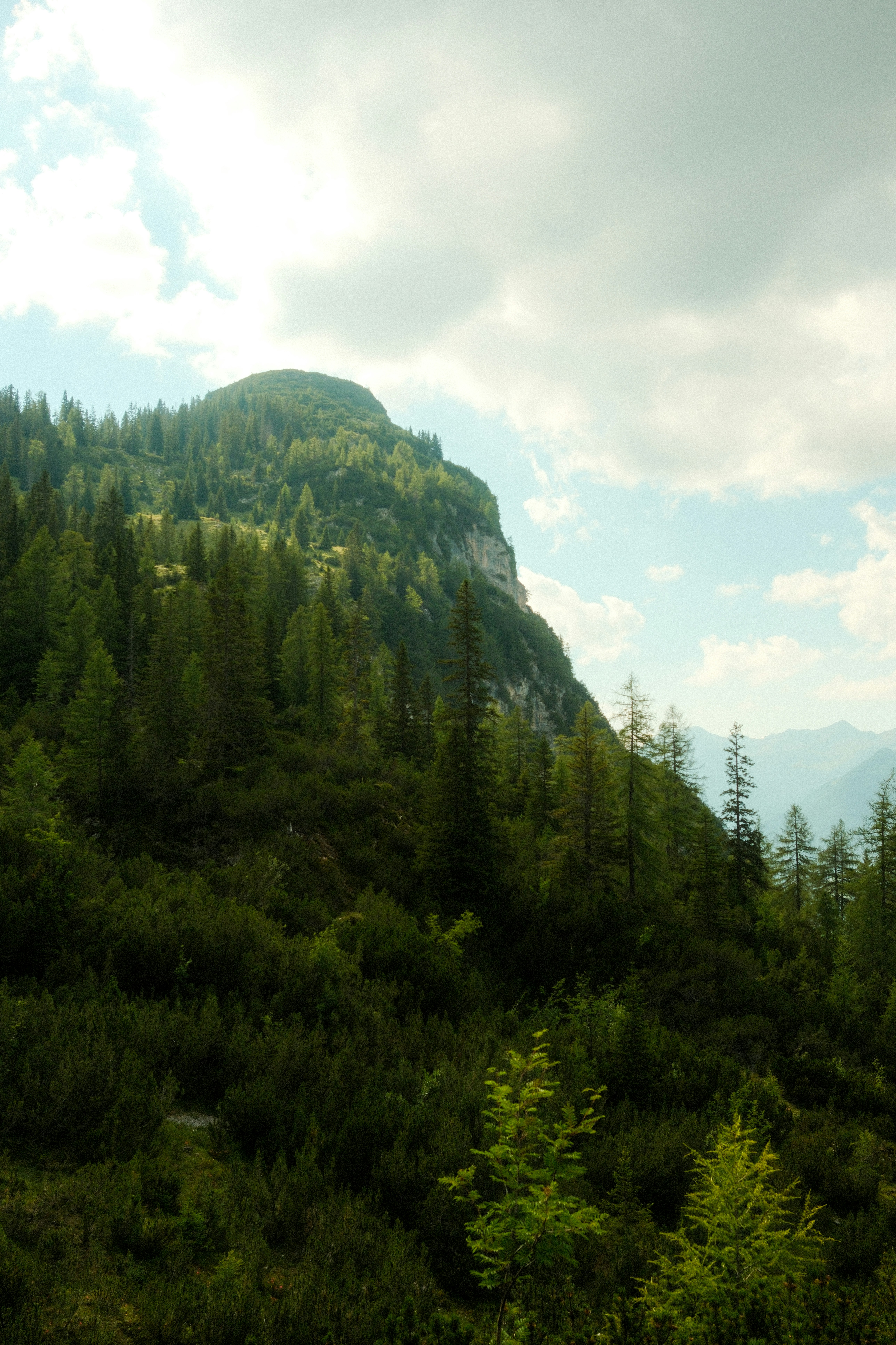 Forest-clad cliff under a bright sky